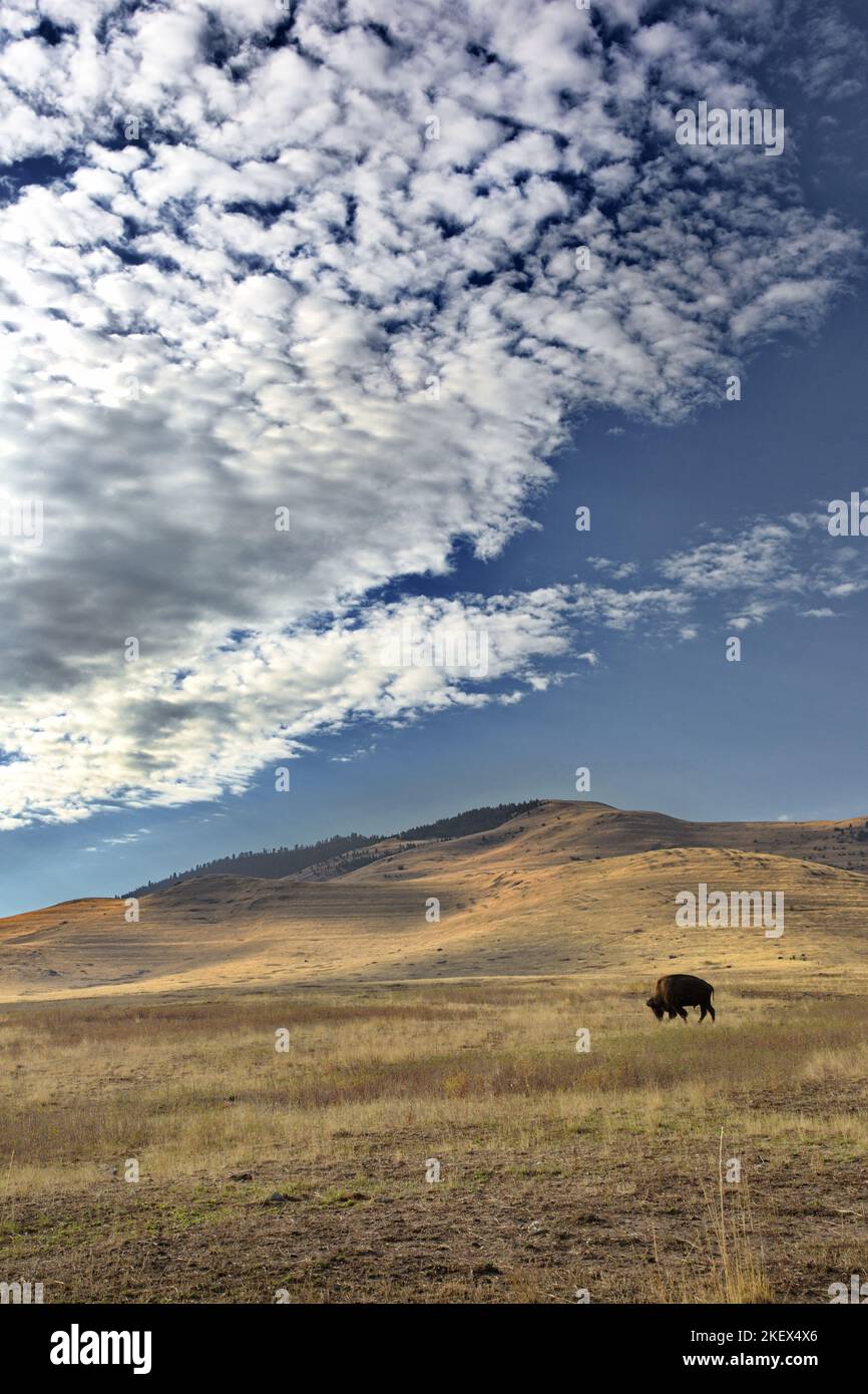 Flathead indian reservation hi-res stock photography and images - Alamy