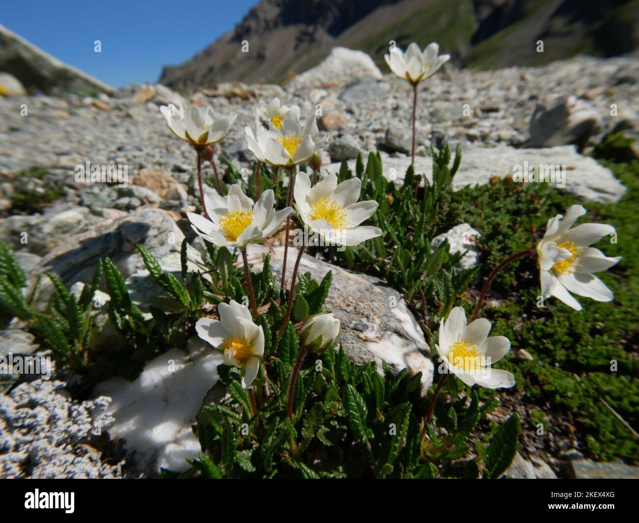 Photos of alpine flowers taken whilst walking in the Swiss Alps Stock ...