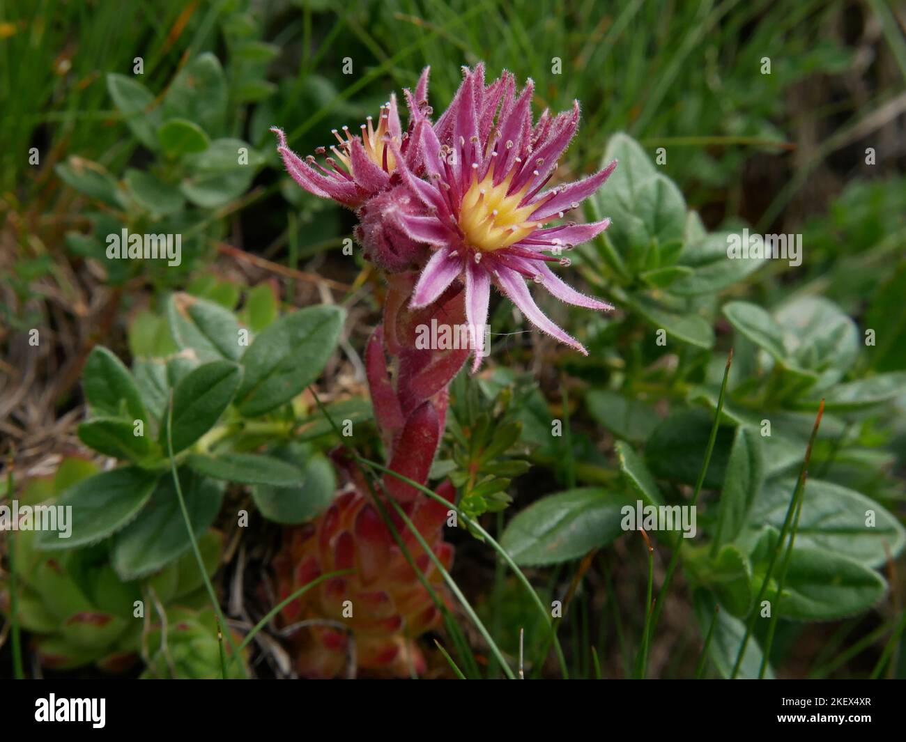 Photos of alpine flowers taken whilst walking in the Swiss Alps Stock ...