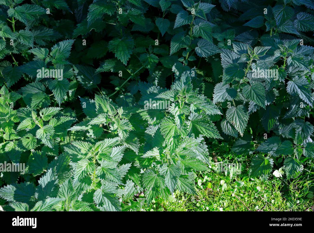 Stinging nettles. Urtica dioica - common nettle, burn nettle, stinging ...