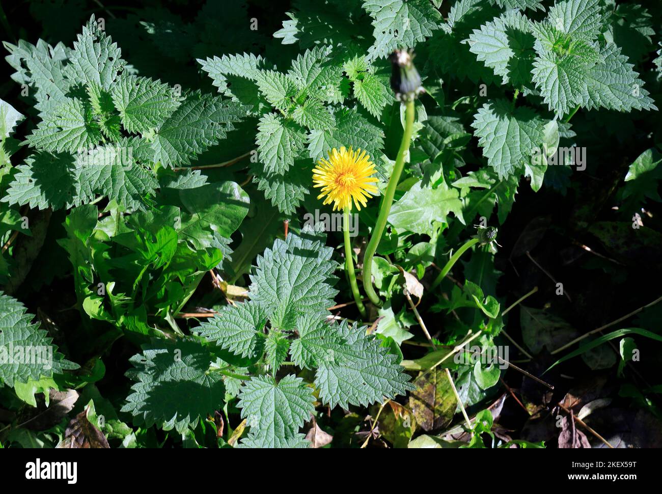 Stinging nettles. Urtica dioica - common nettle, burn nettle, stinging ...
