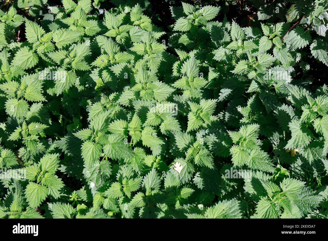 Stinging nettles. Urtica dioica - common nettle, burn nettle, stinging ...