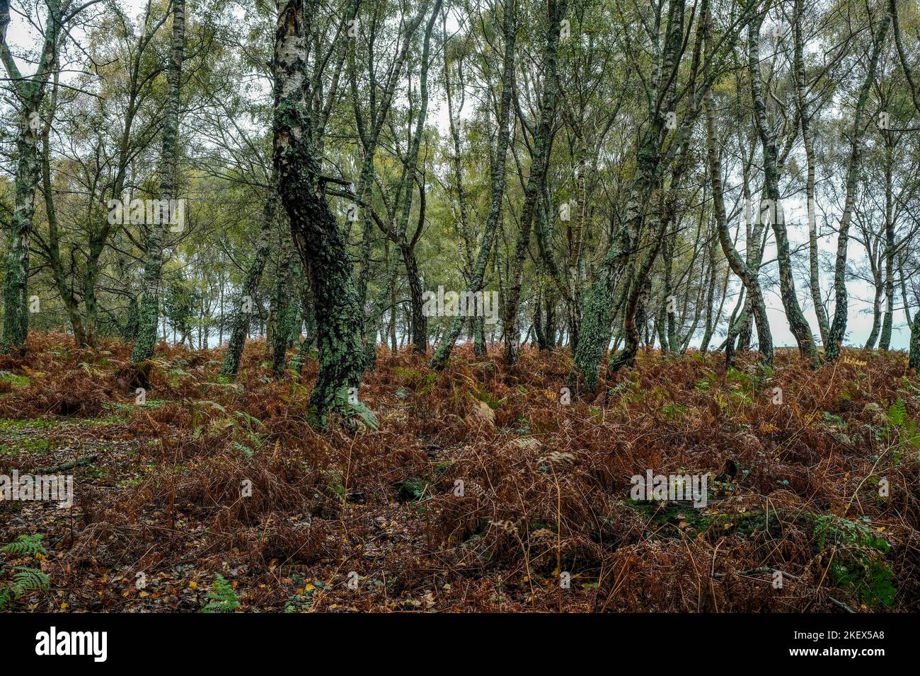 Lyndhurst new forest hi-res stock photography and images - Alamy