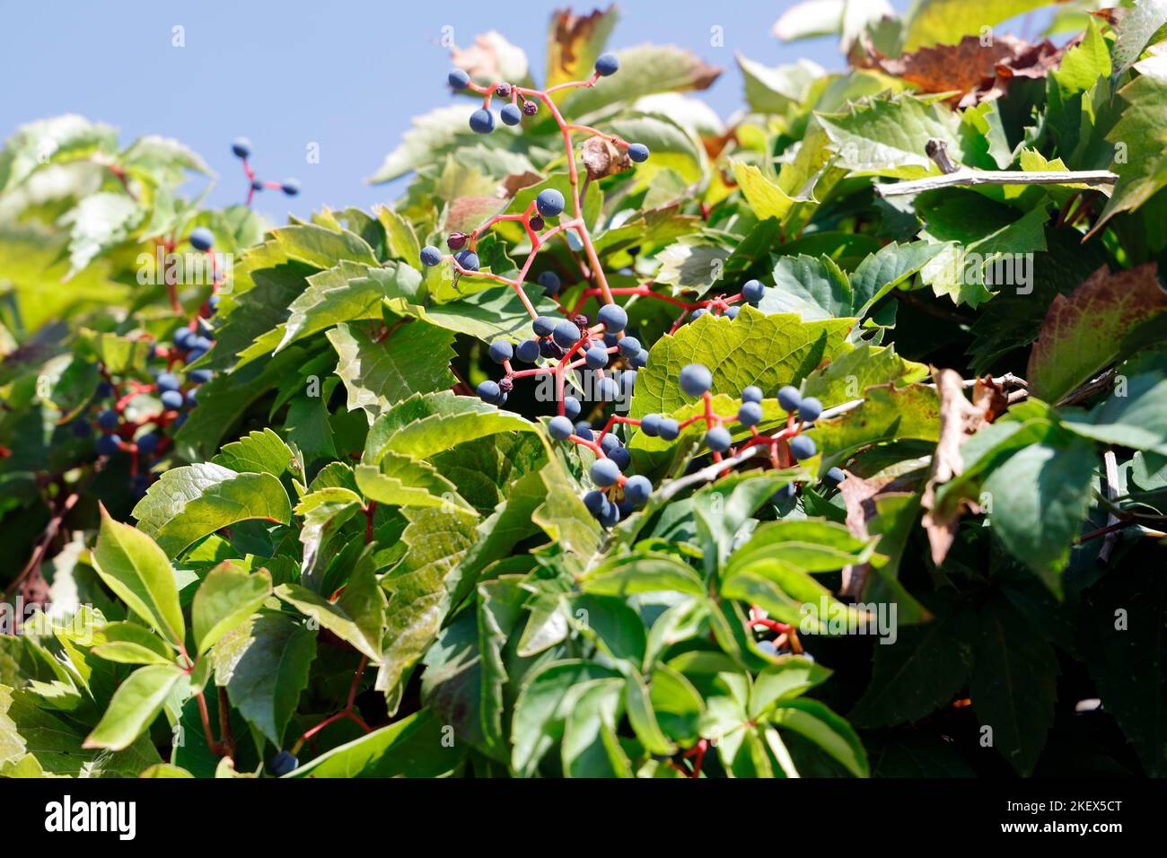 Berries with red stalks against blue sky. Virginia Creeper ...