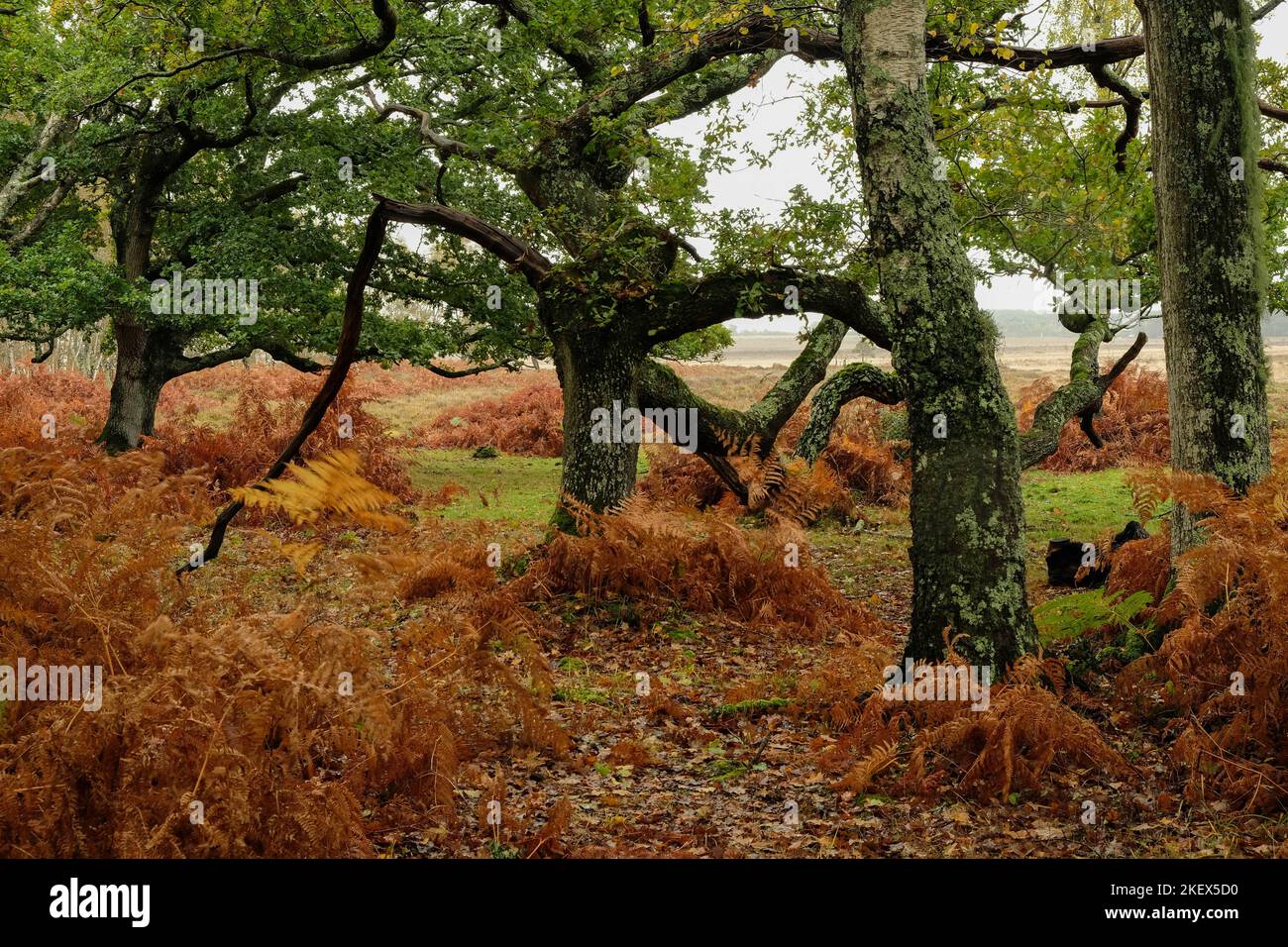 Denny wood hampshire hi-res stock photography and images - Alamy