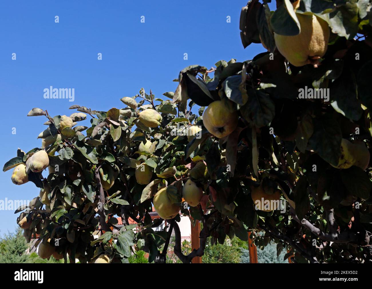 Quinces ripening on the tree, Lesvos (Lesbos/Mitylene). October 2022 ...