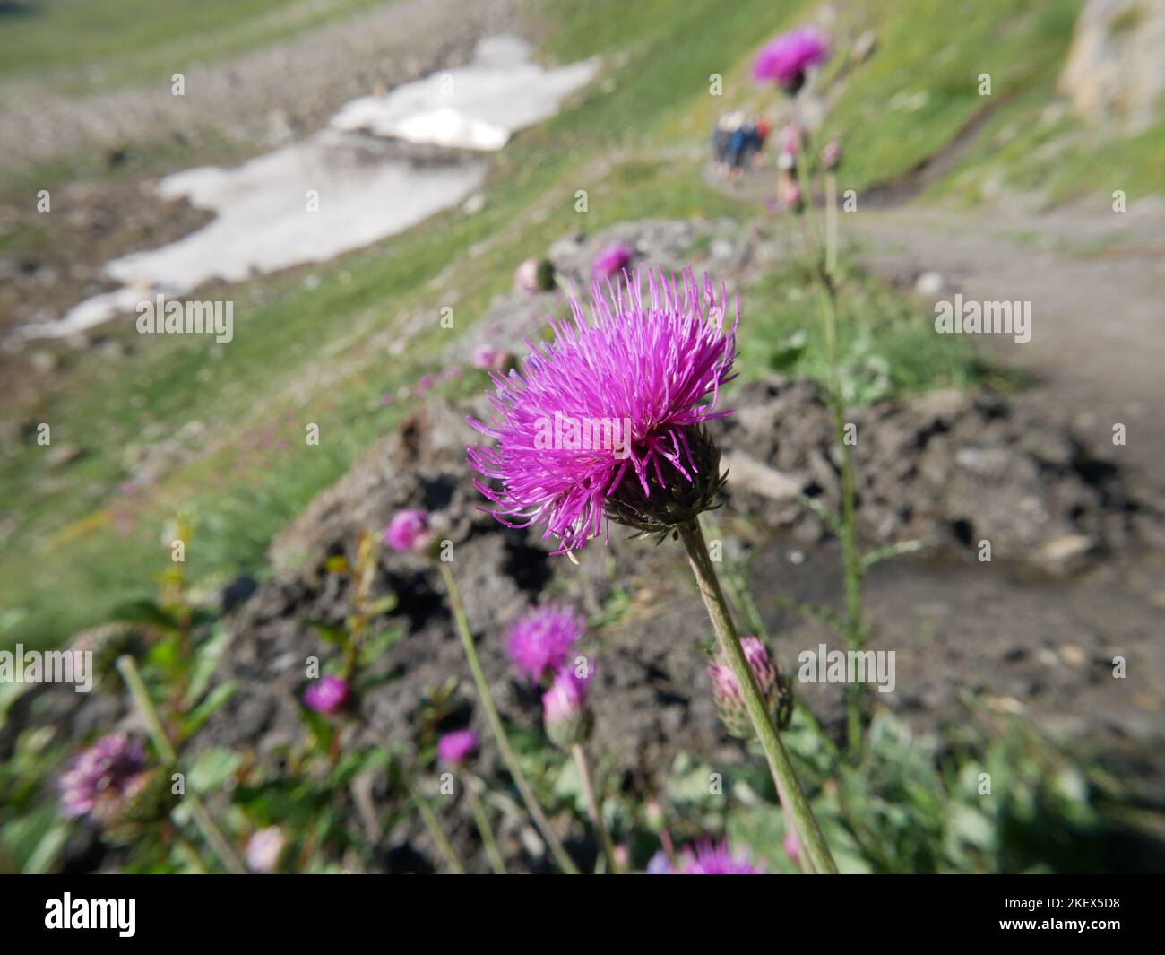 A selection of alpine flowers found in the European Alps. All images ...