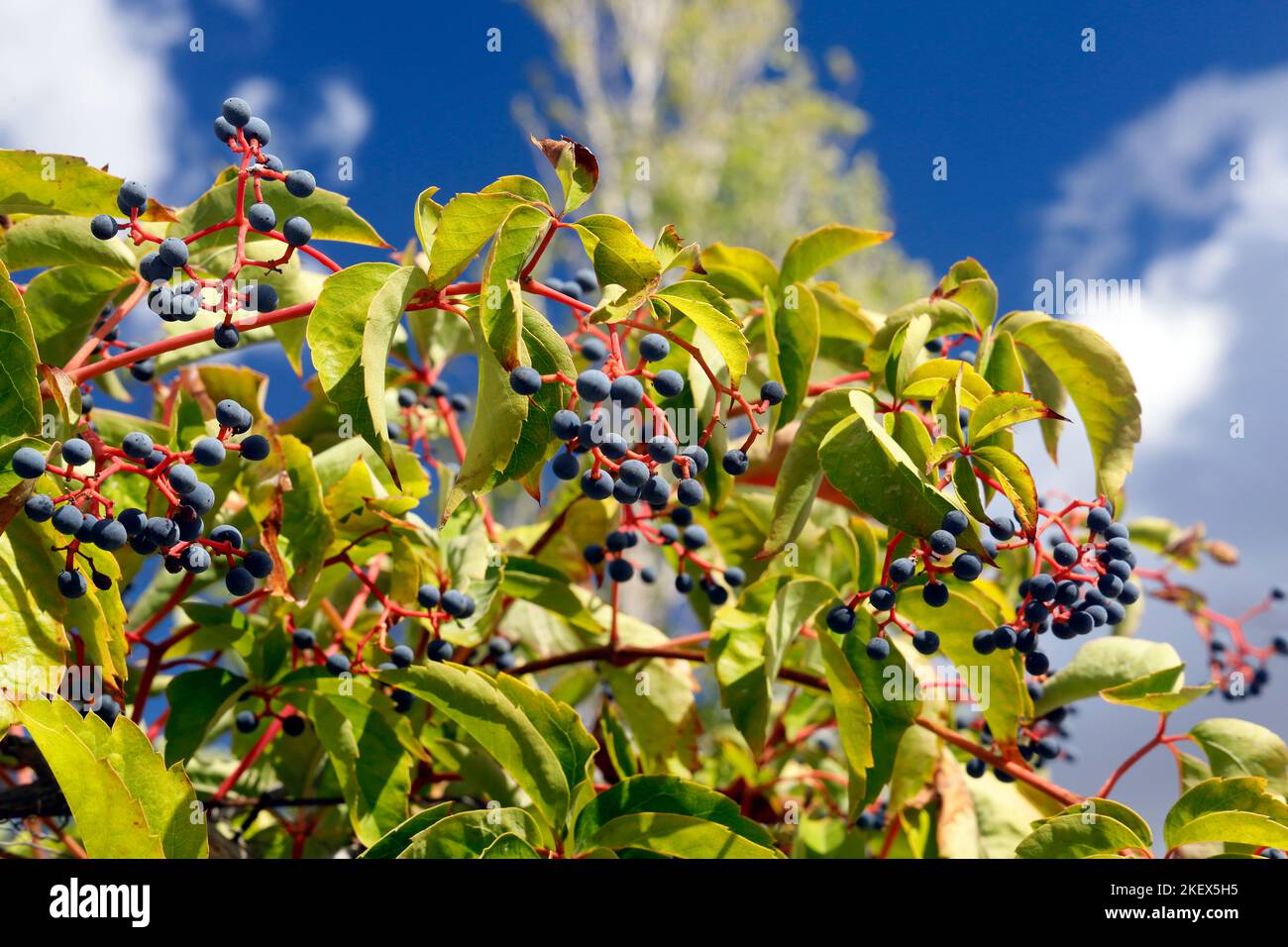Berries with red stalks against blue sky. Virginia Creeper ...