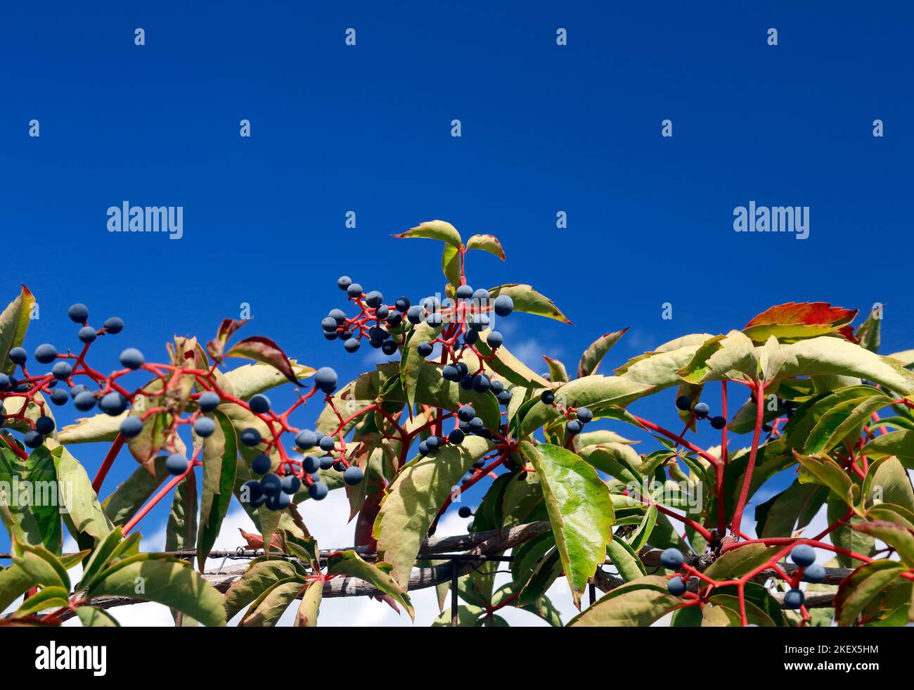 Berries with red stalks against blue sky. Virginia Creeper ...