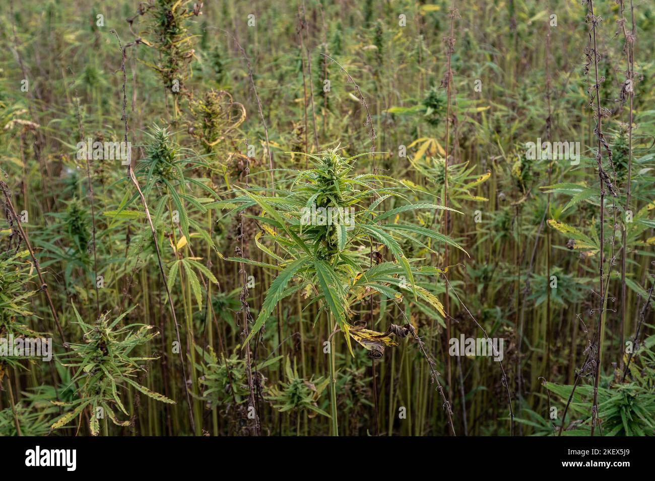 Medicinal plants production background hi-res stock photography and ...
