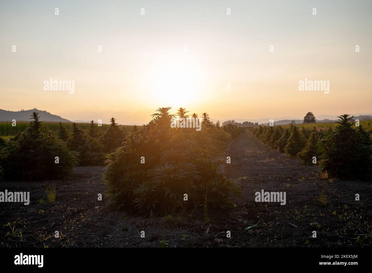 Green cannabis plant sunlit by setting sun among field hemp crops on ...