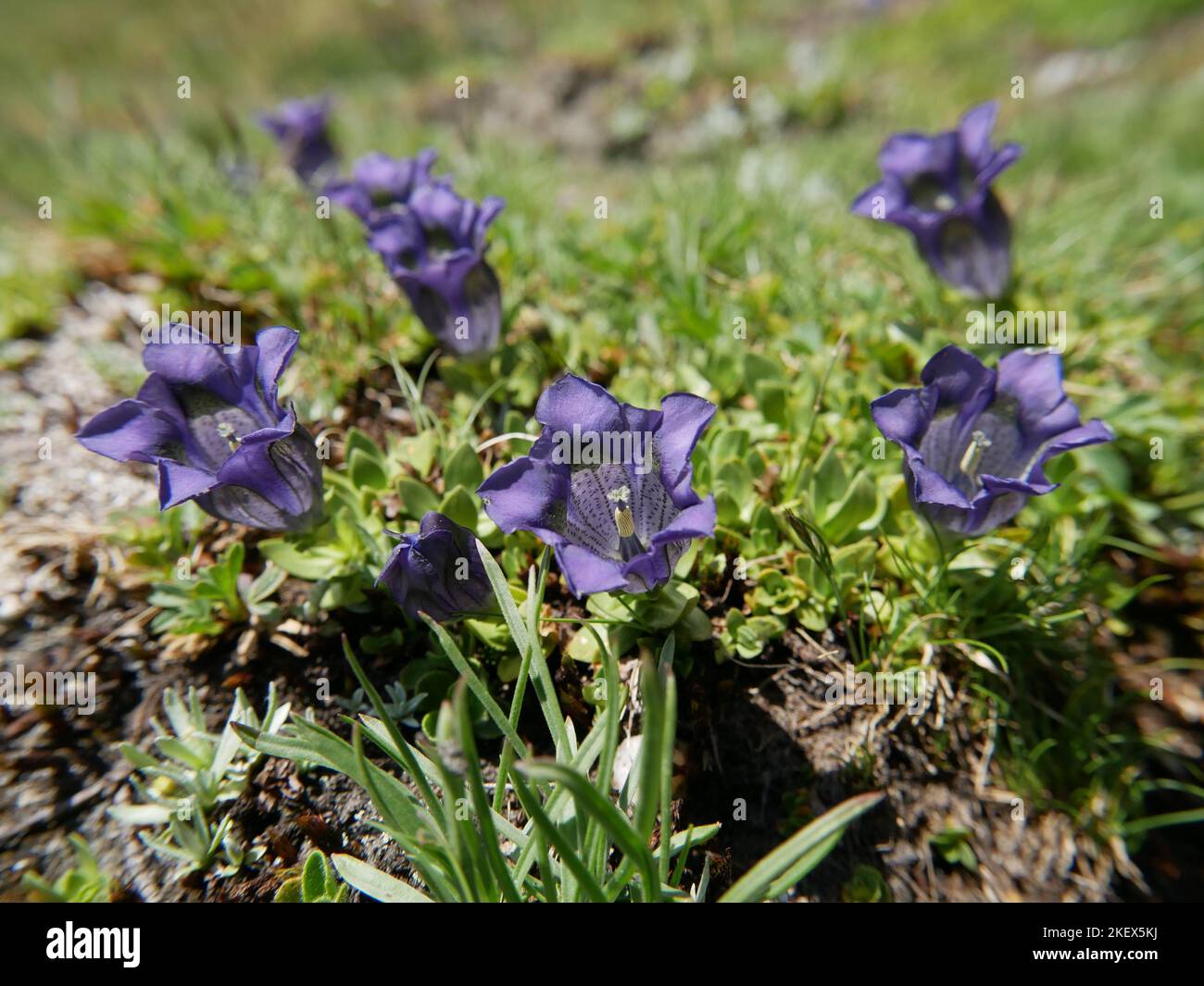 A selection of alpine flowers found in the European Alps. All images ...