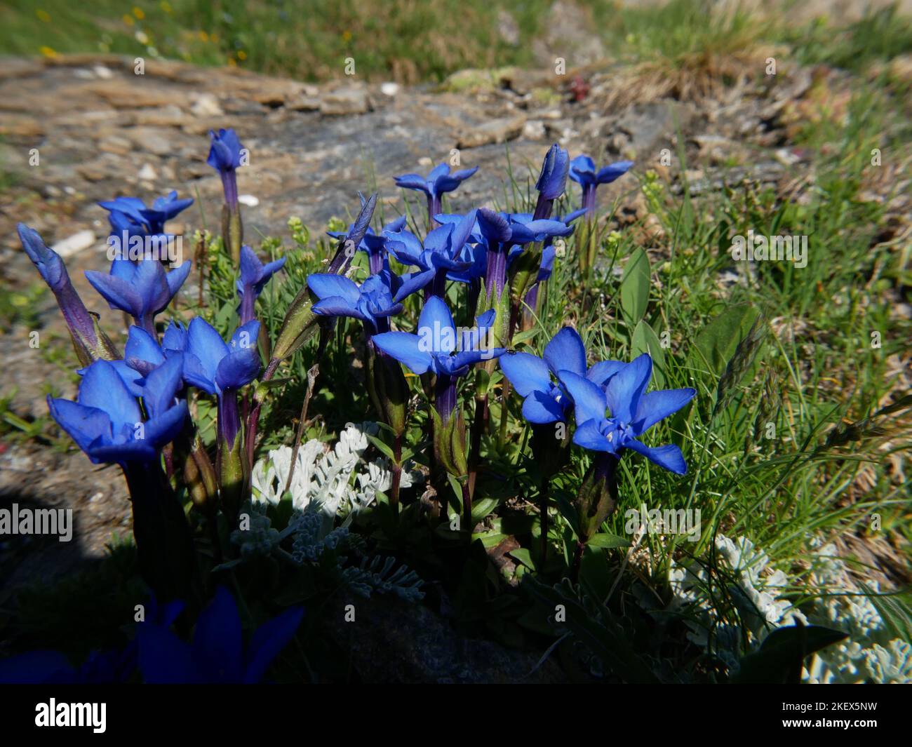 Photos of alpine flowers taken whilst walking in the Swiss Alps Stock ...