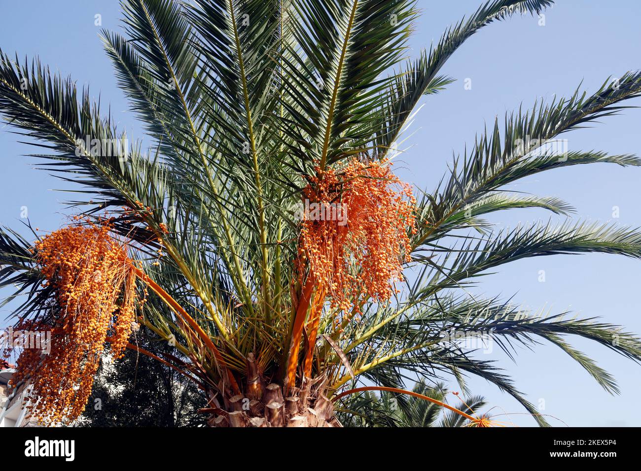 Phoenix dactylifera - Date palms with hanging fruit against a blue sky ...