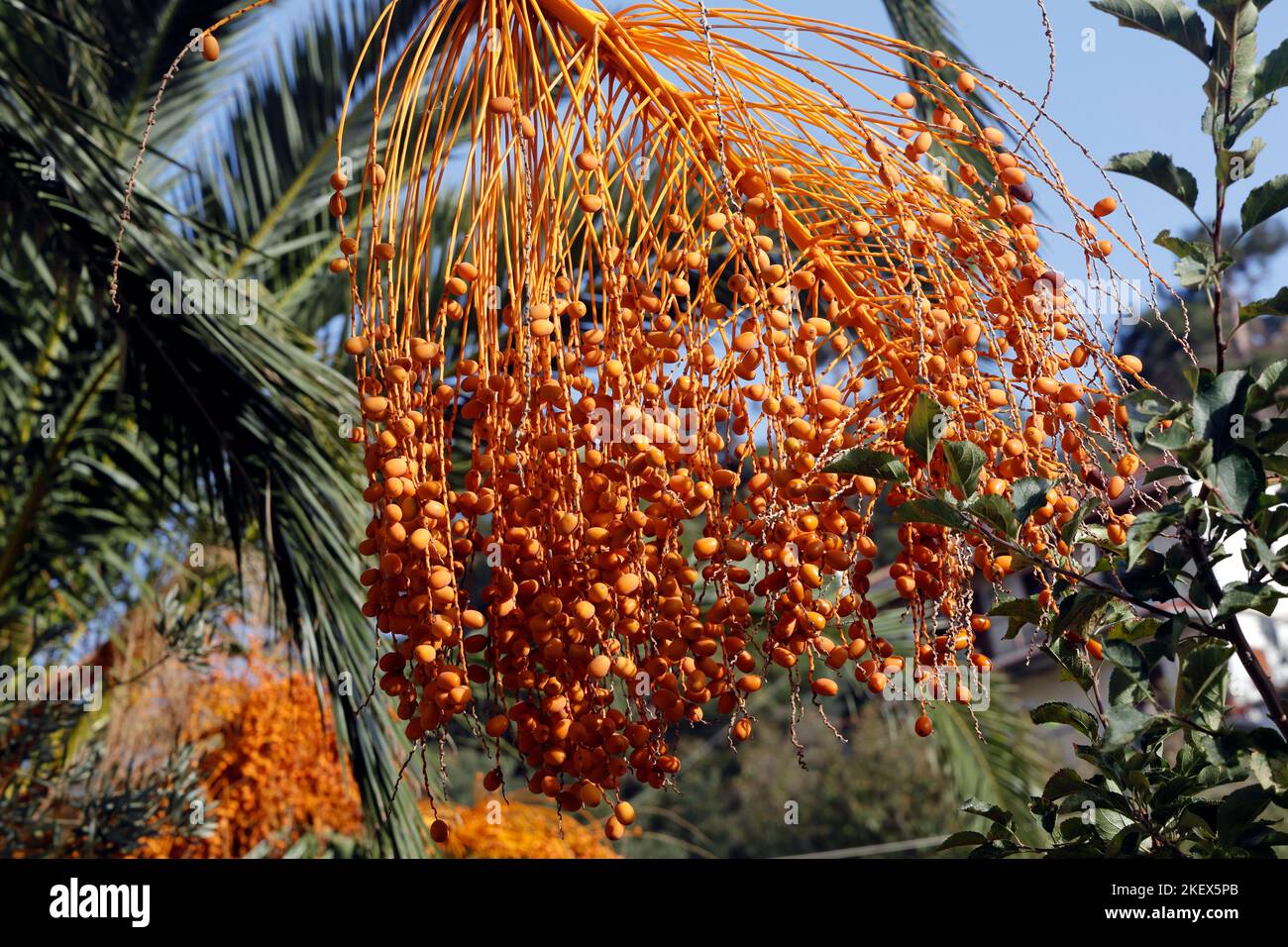 Phoenix dactylifera - Date palms with hanging fruit against a blue sky ...