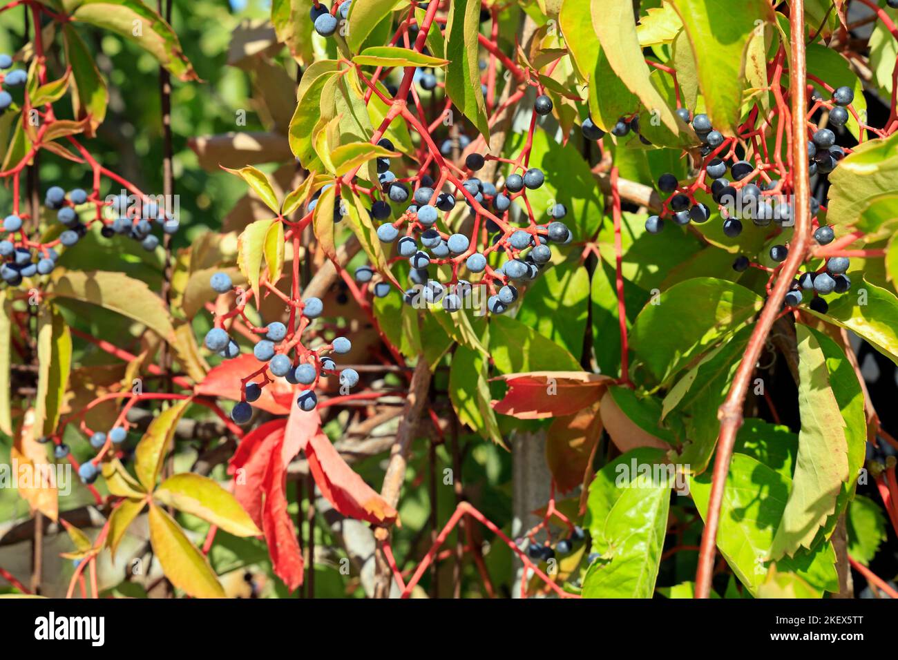Berries with red stalks against blue sky. Virginia Creeper ...