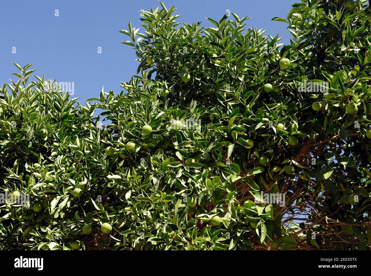 Lime fruit hanging from a tree. Lesbos, Greece. October 2022. Autumn ...