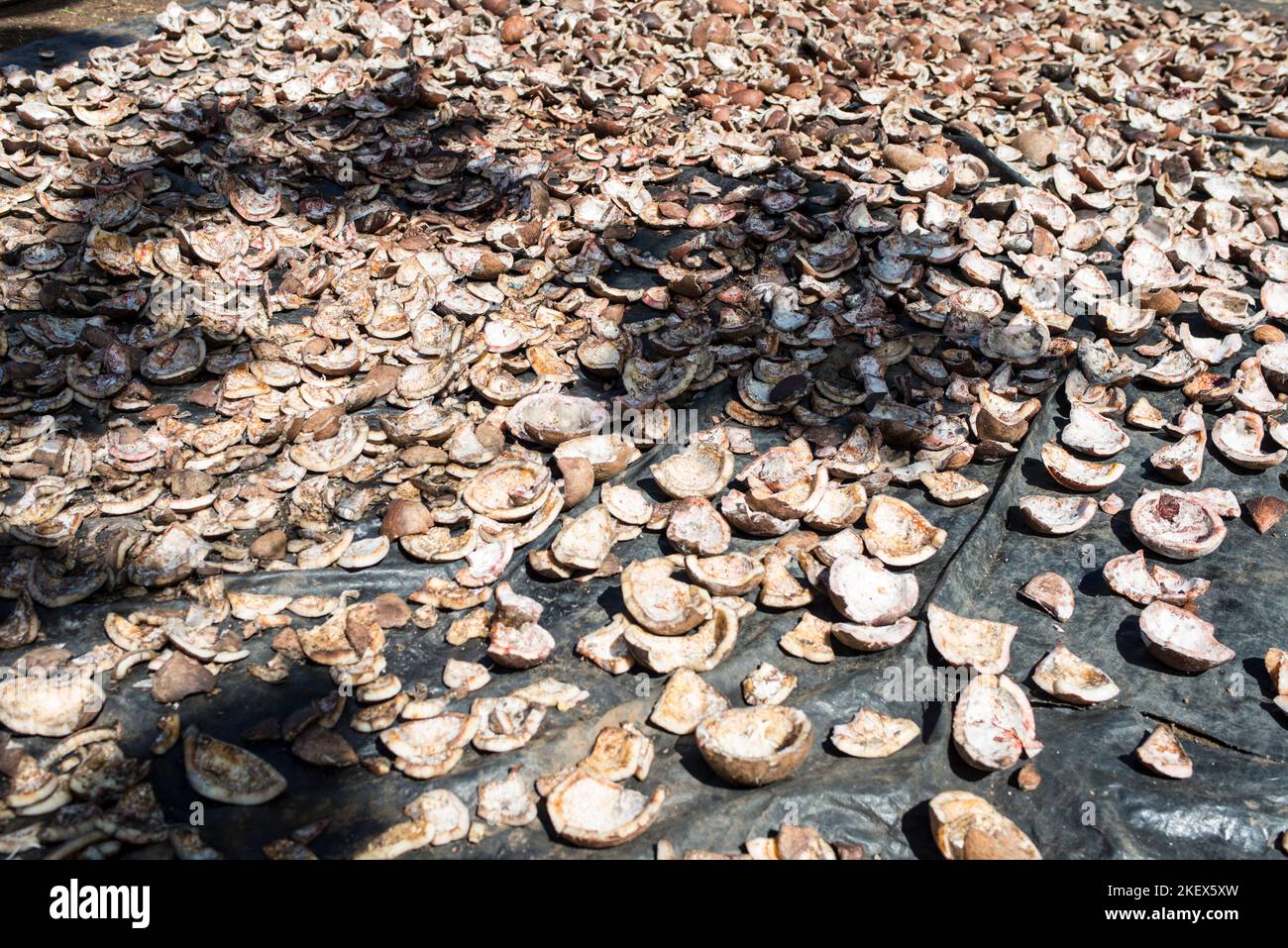 Coconut husks, French Polynesia Stock Photo - Alamy