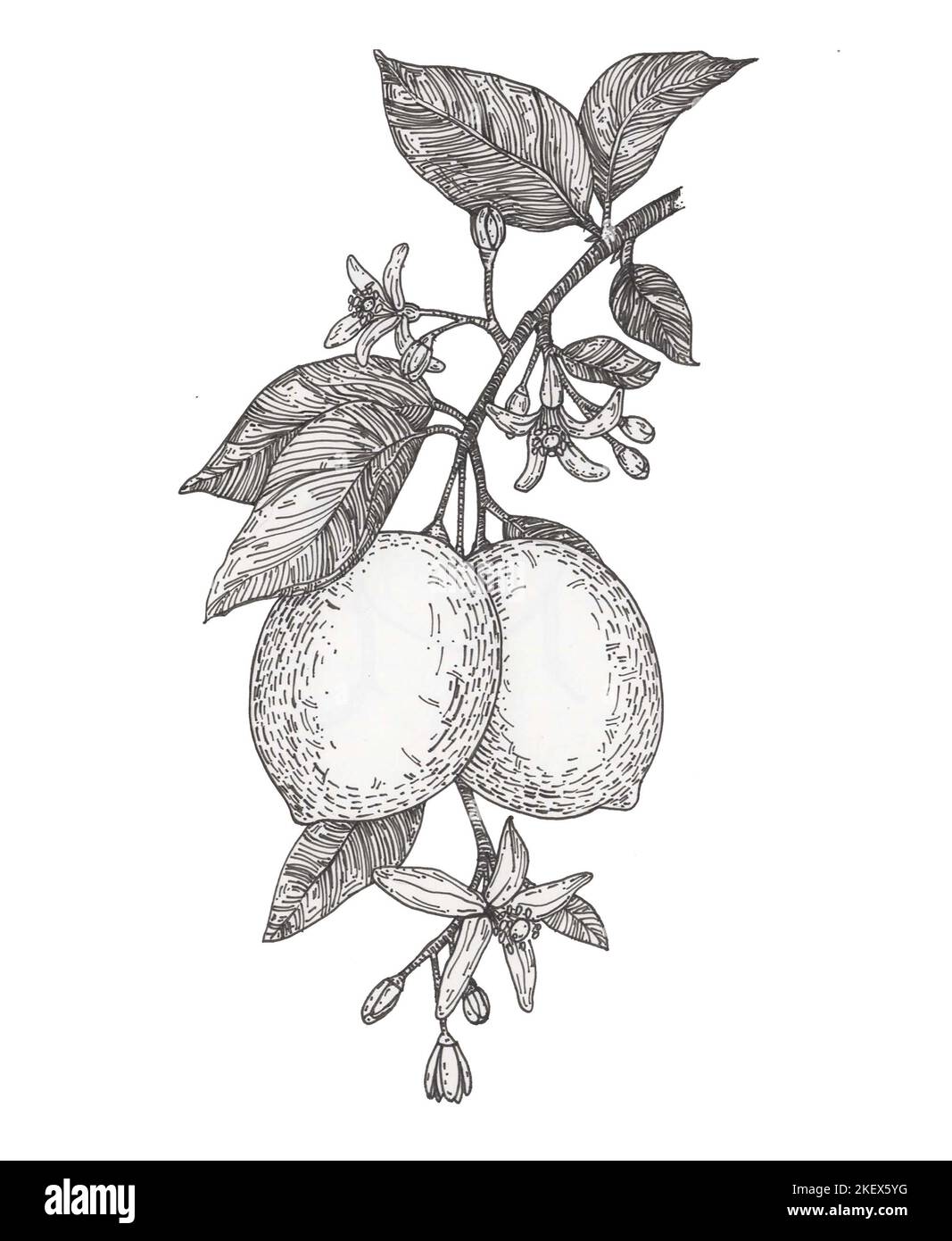 Watercolor sketch citrus fruit. Hand drawn botanicail illustration of lemon. Black and white ...