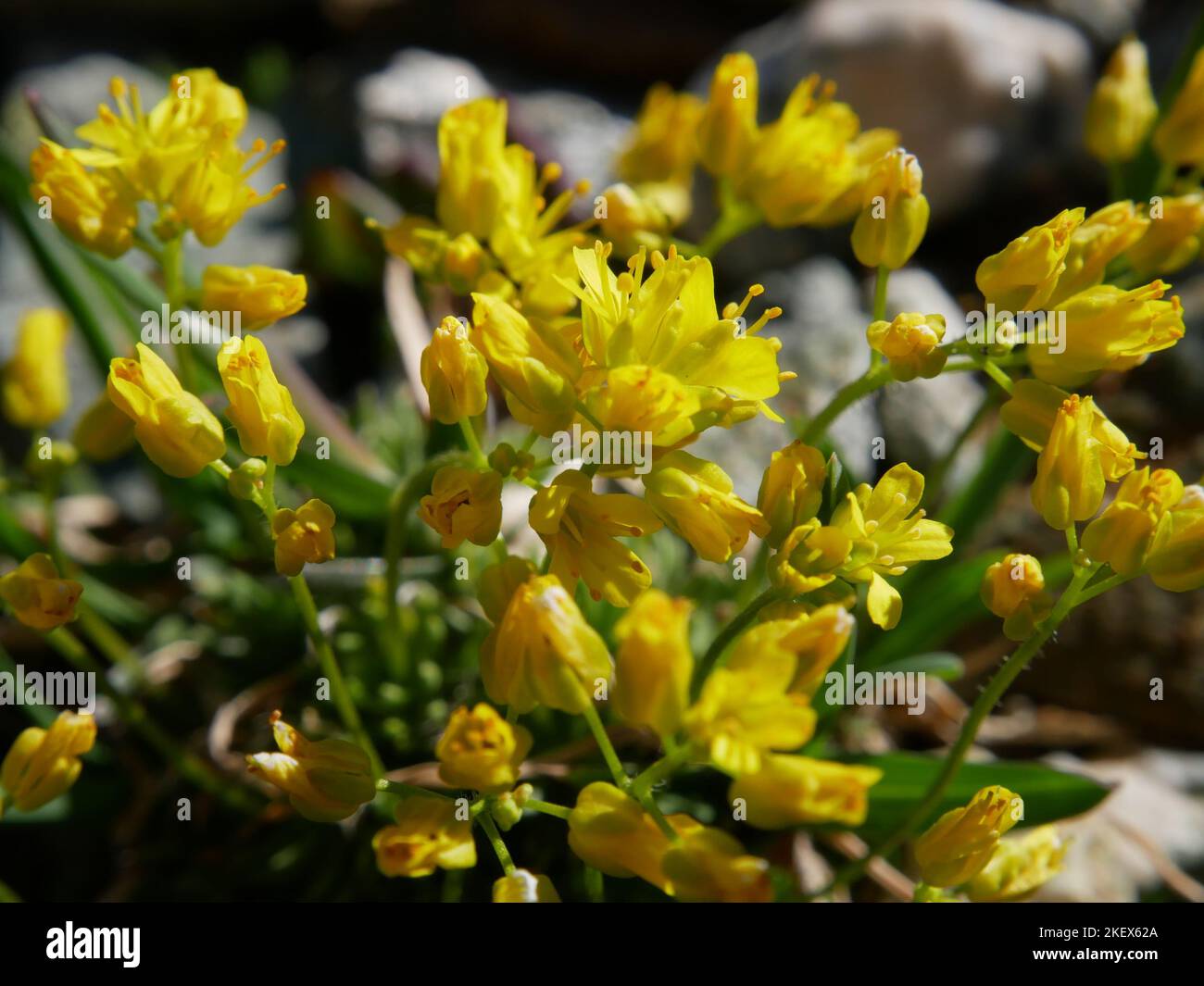 Photos of alpine flowers taken whilst walking in the Swiss Alps Stock ...