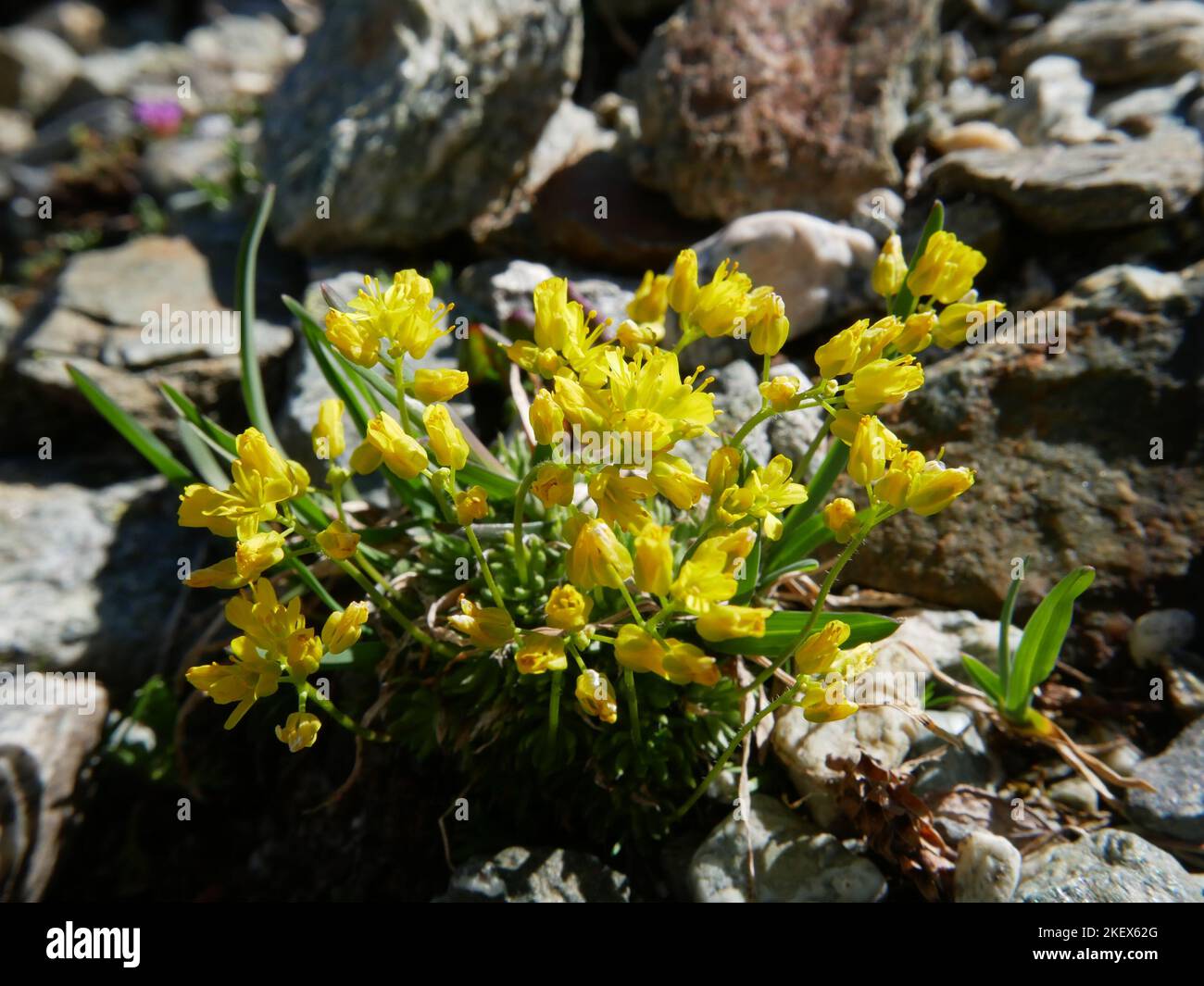 Photos of alpine flowers taken whilst walking in the Swiss Alps Stock ...