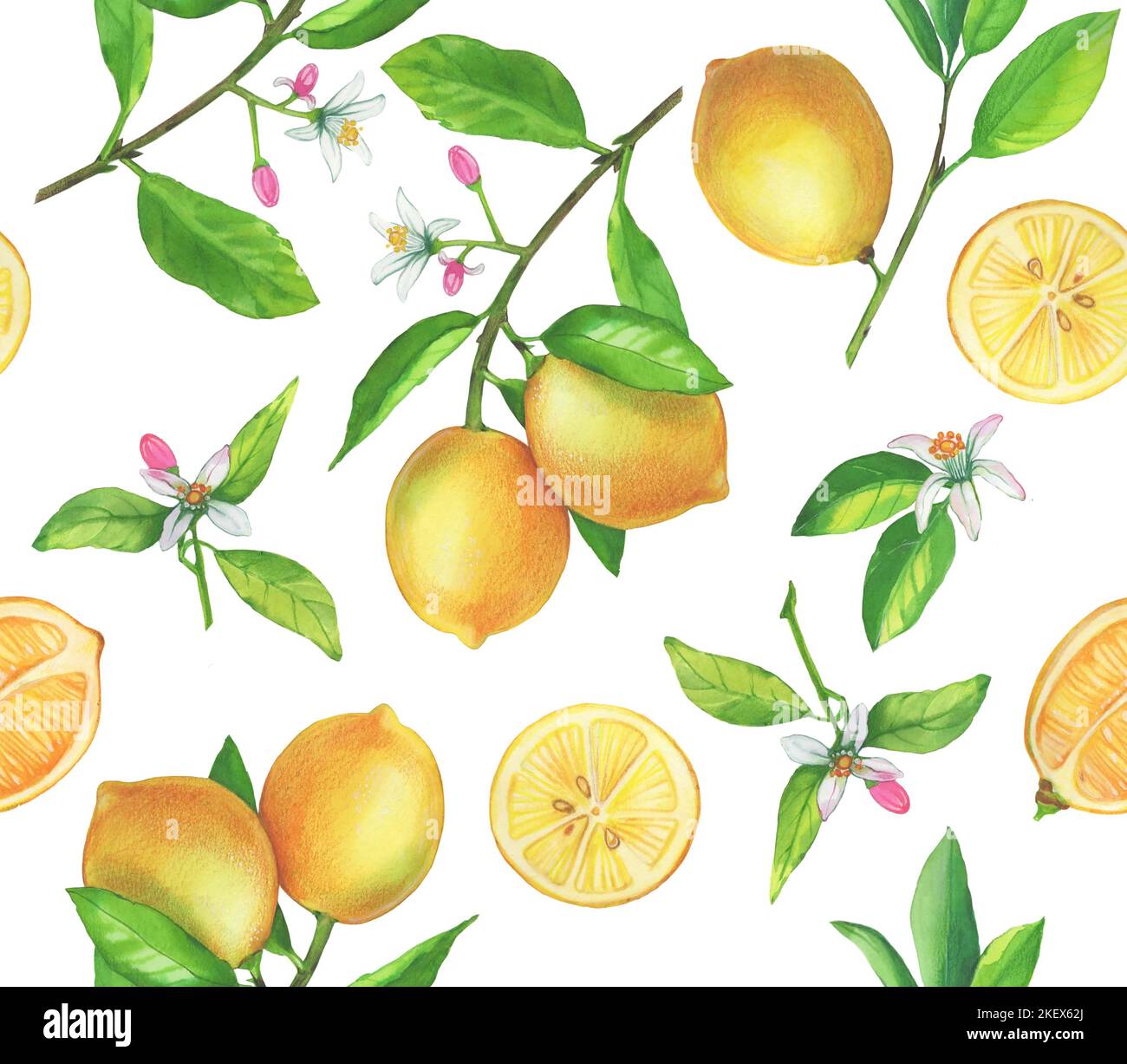 Seamless pattern of lemon fruit with flower on white background. Hand ...
