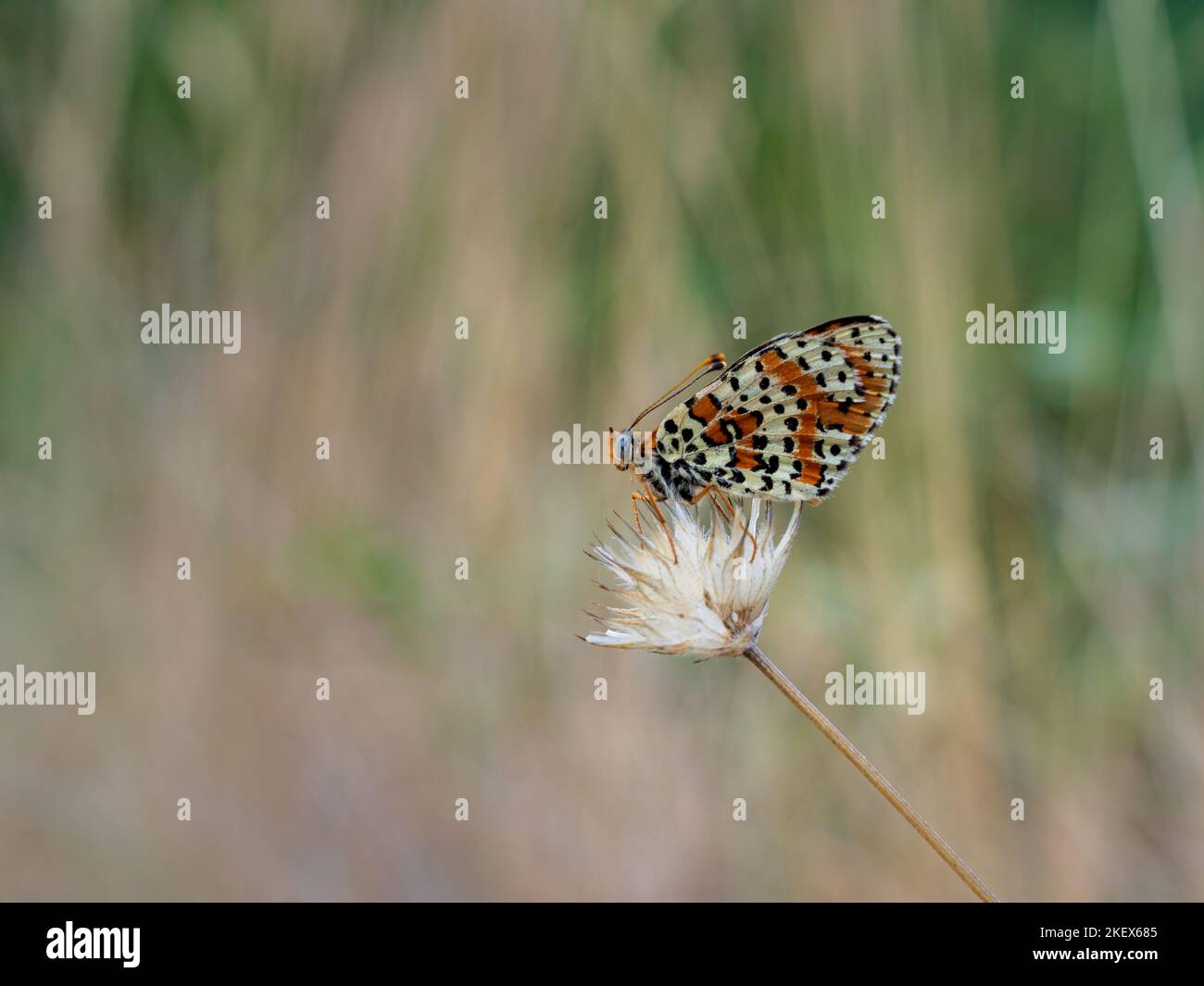 Closeup of white orange and black melitaea didyma aka spotted ...