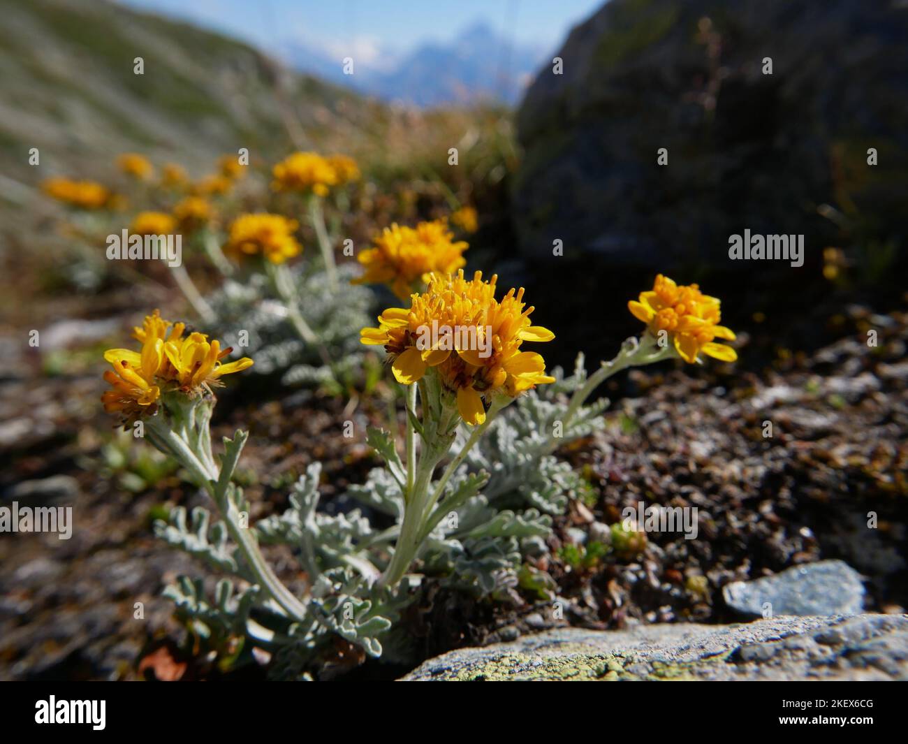 Photos of alpine flowers taken whilst walking in the Swiss Alps Stock ...