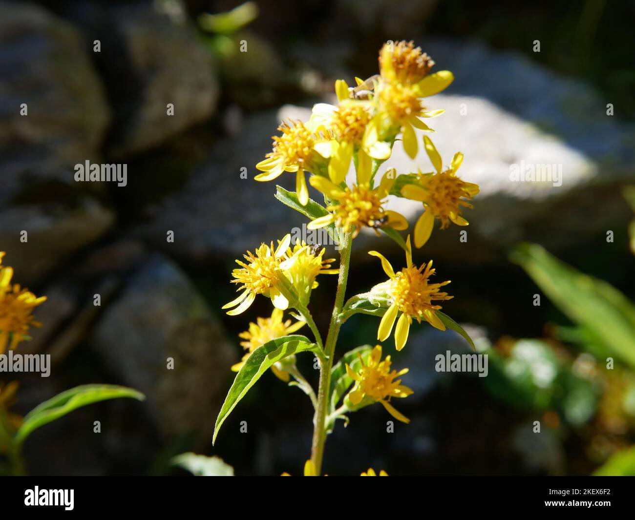 Photos of alpine flowers taken whilst walking in the Swiss Alps Stock ...