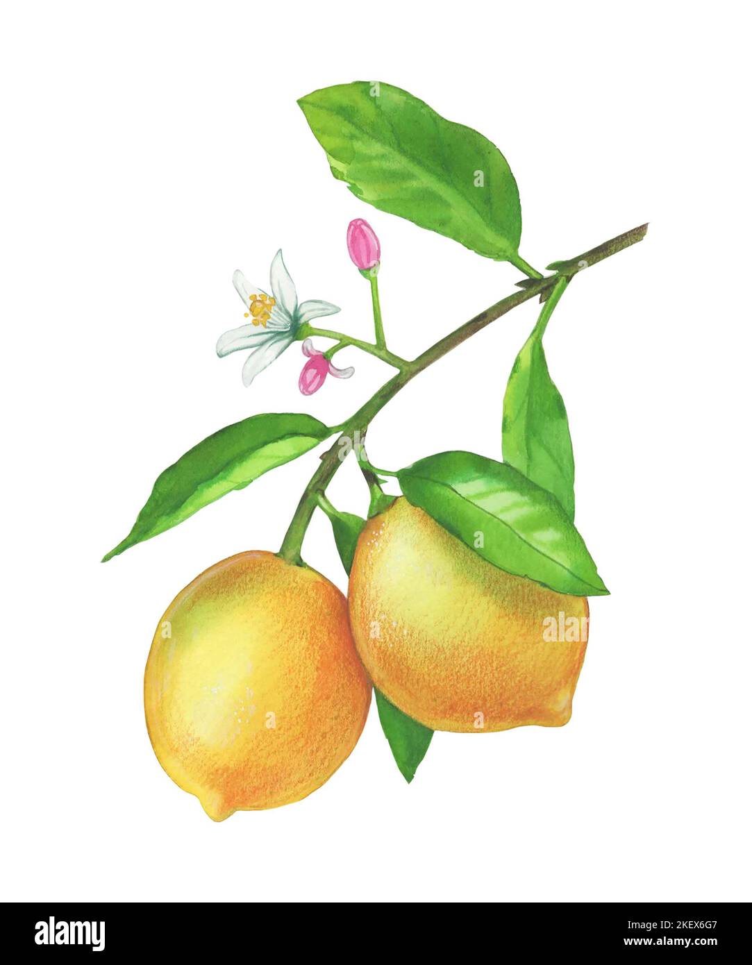 Set of watercolor illustrations of lemons. Hand painted tree branch ...