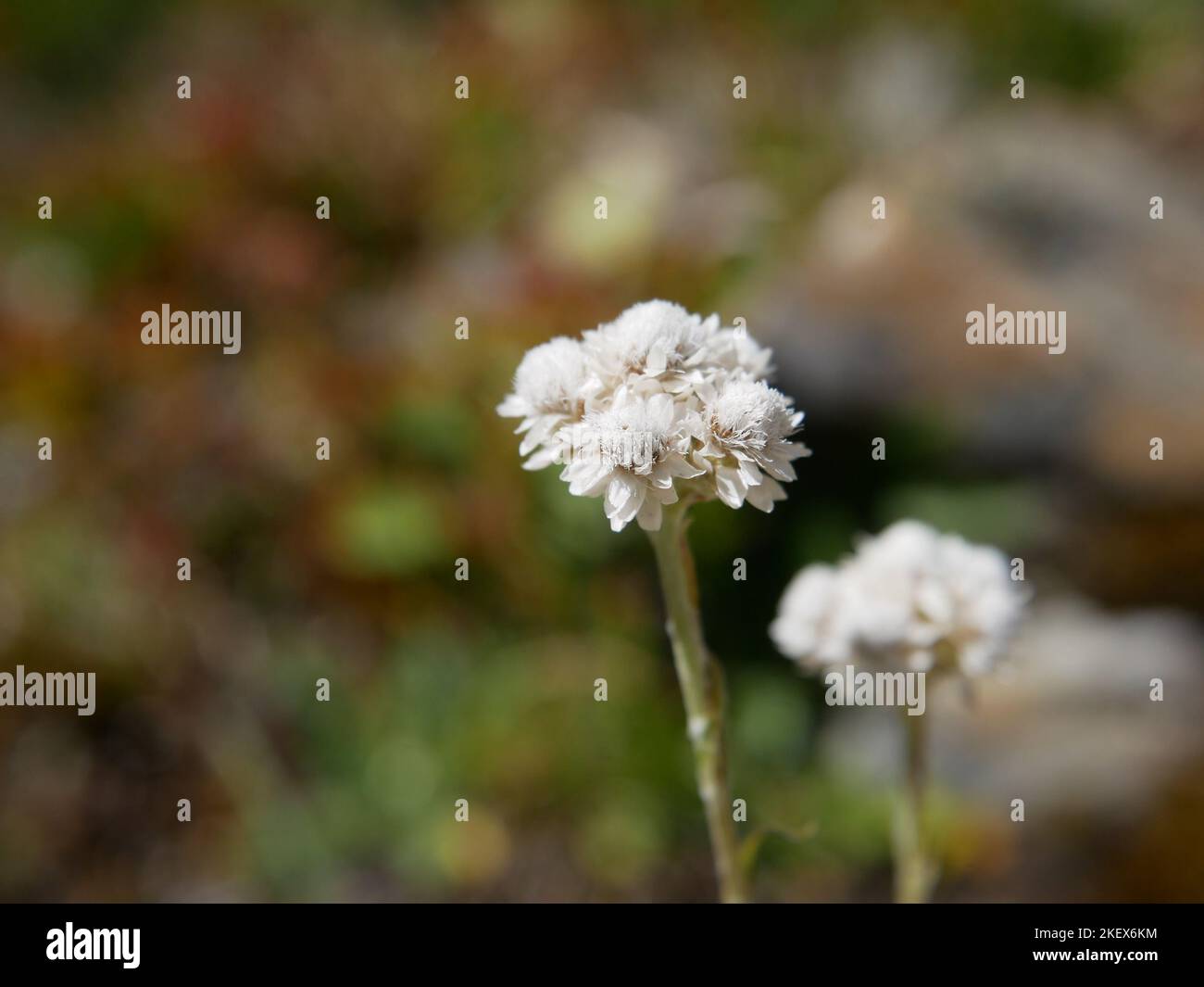 Alpine flowers hi-res stock photography and images - Alamy