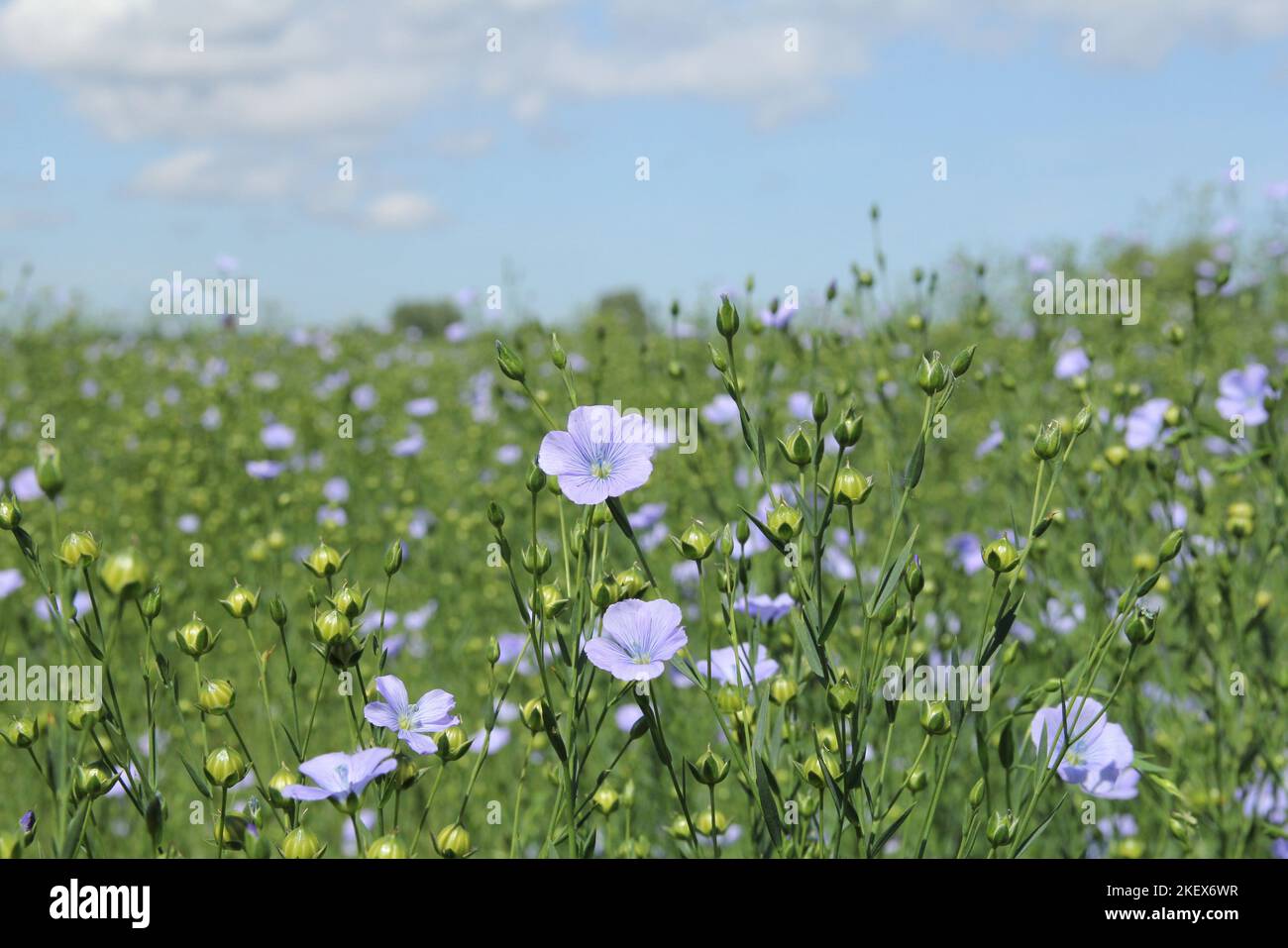 Flax fields hi-res stock photography and images - Alamy