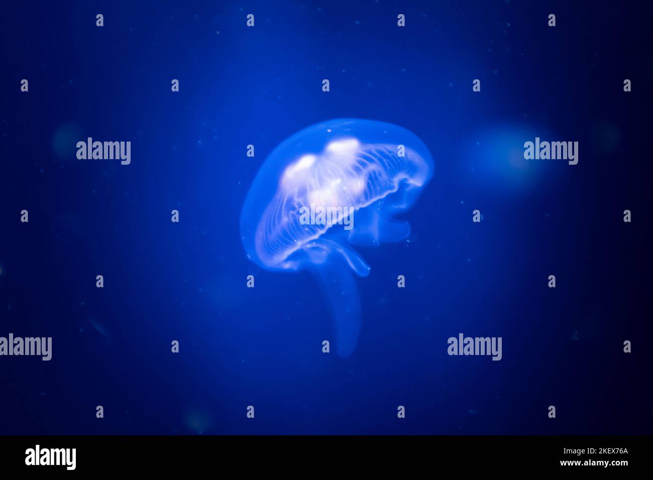 Transparent common jelly fish medusa close up still on a blue dark ...