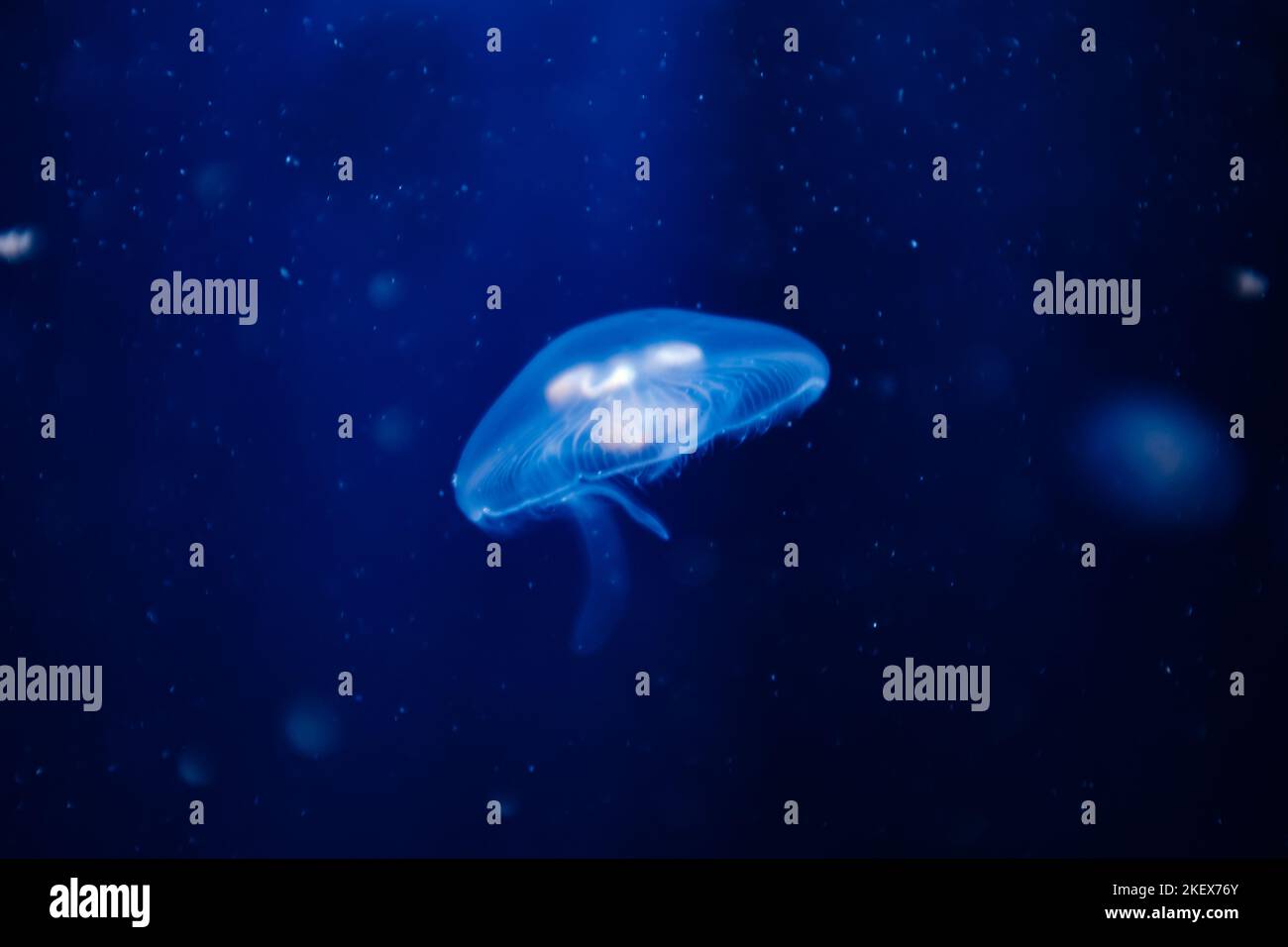 Transparent common jelly fish medusa close up still on a blue dark ...