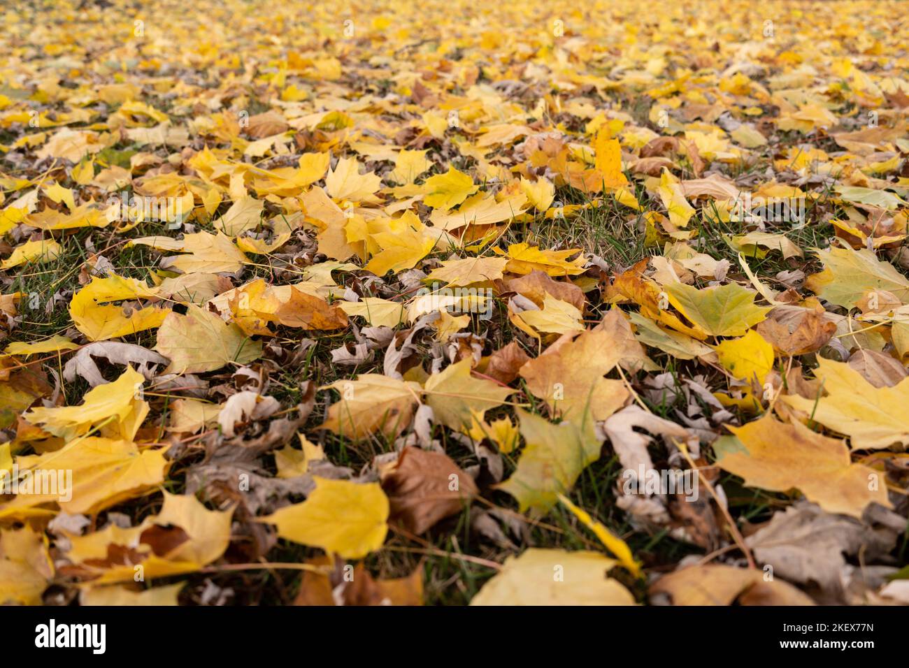 Fall leaves on ground Stock Photo - Alamy