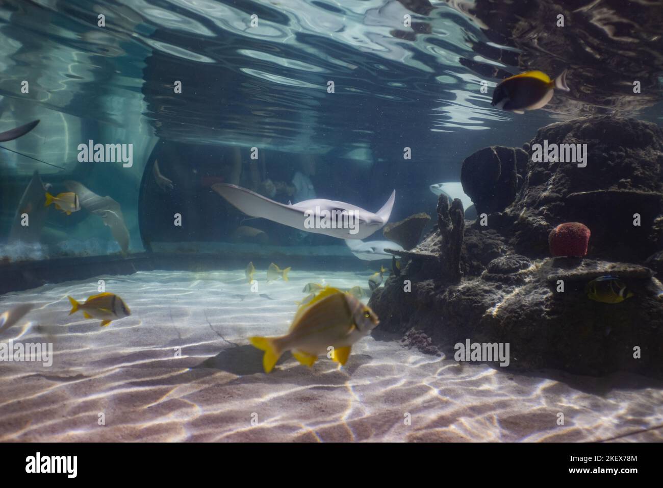 Manta ray tank hi-res stock photography and images - Alamy