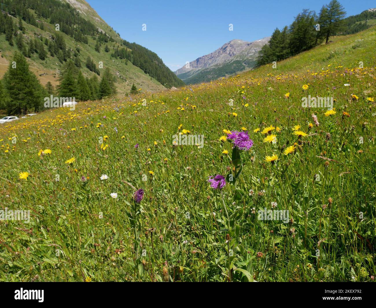 Landscape images and wild alpine flowers of the Valsaveranche in the ...