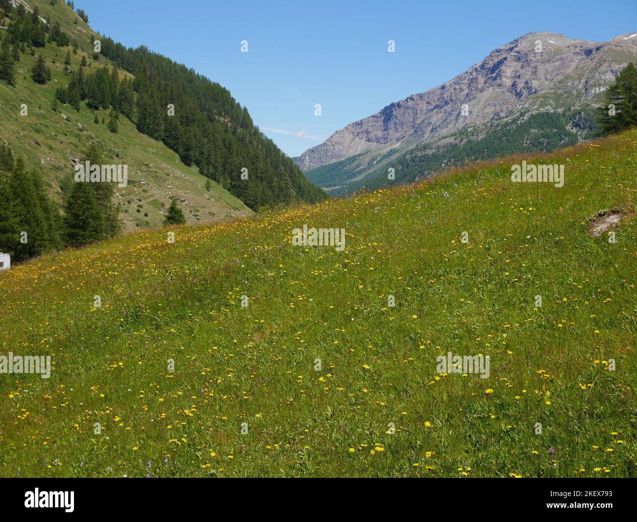 Landscape images and wild alpine flowers of the Valsaveranche in the ...