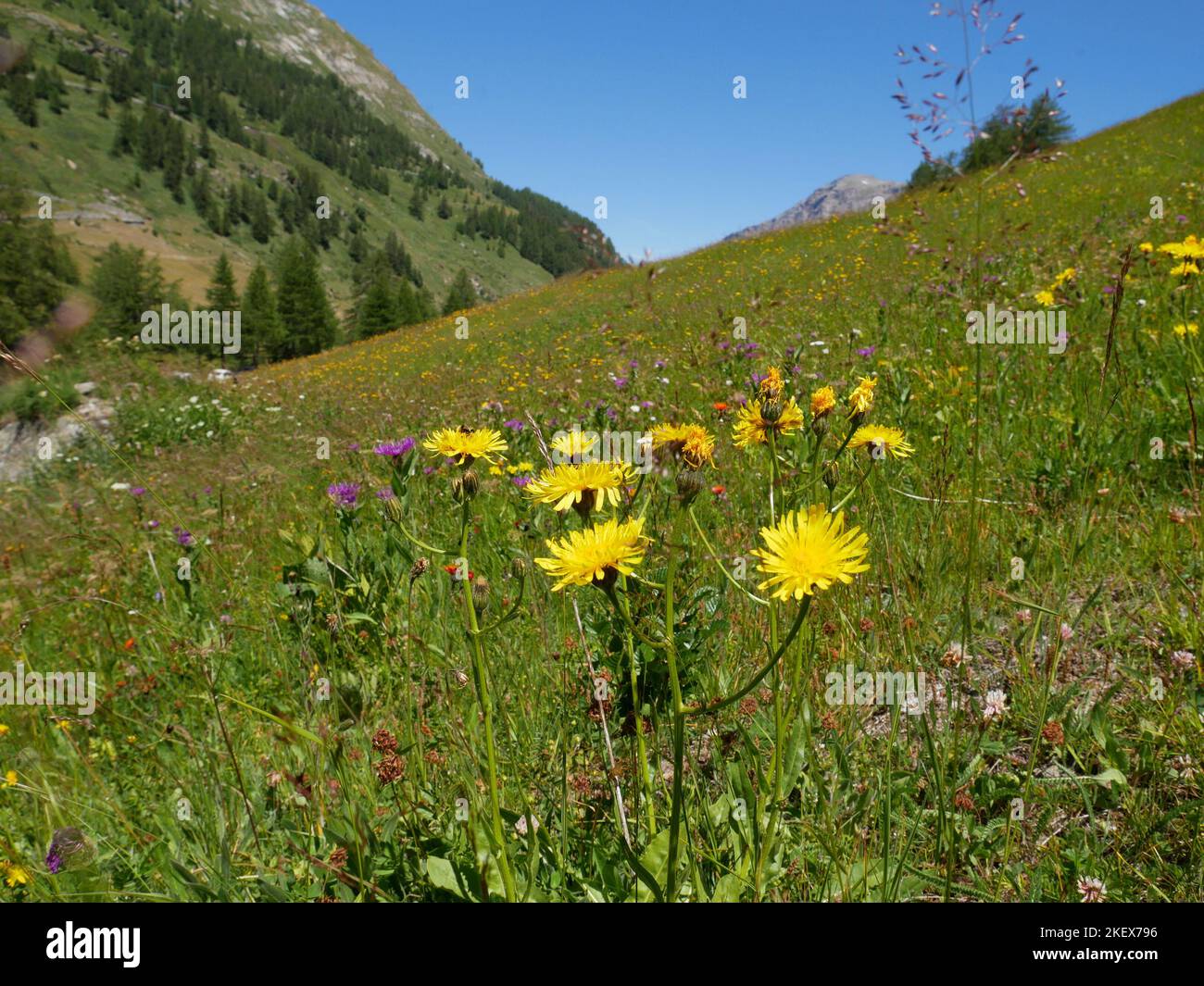 Landscape images and wild alpine flowers of the Valsaveranche in the ...