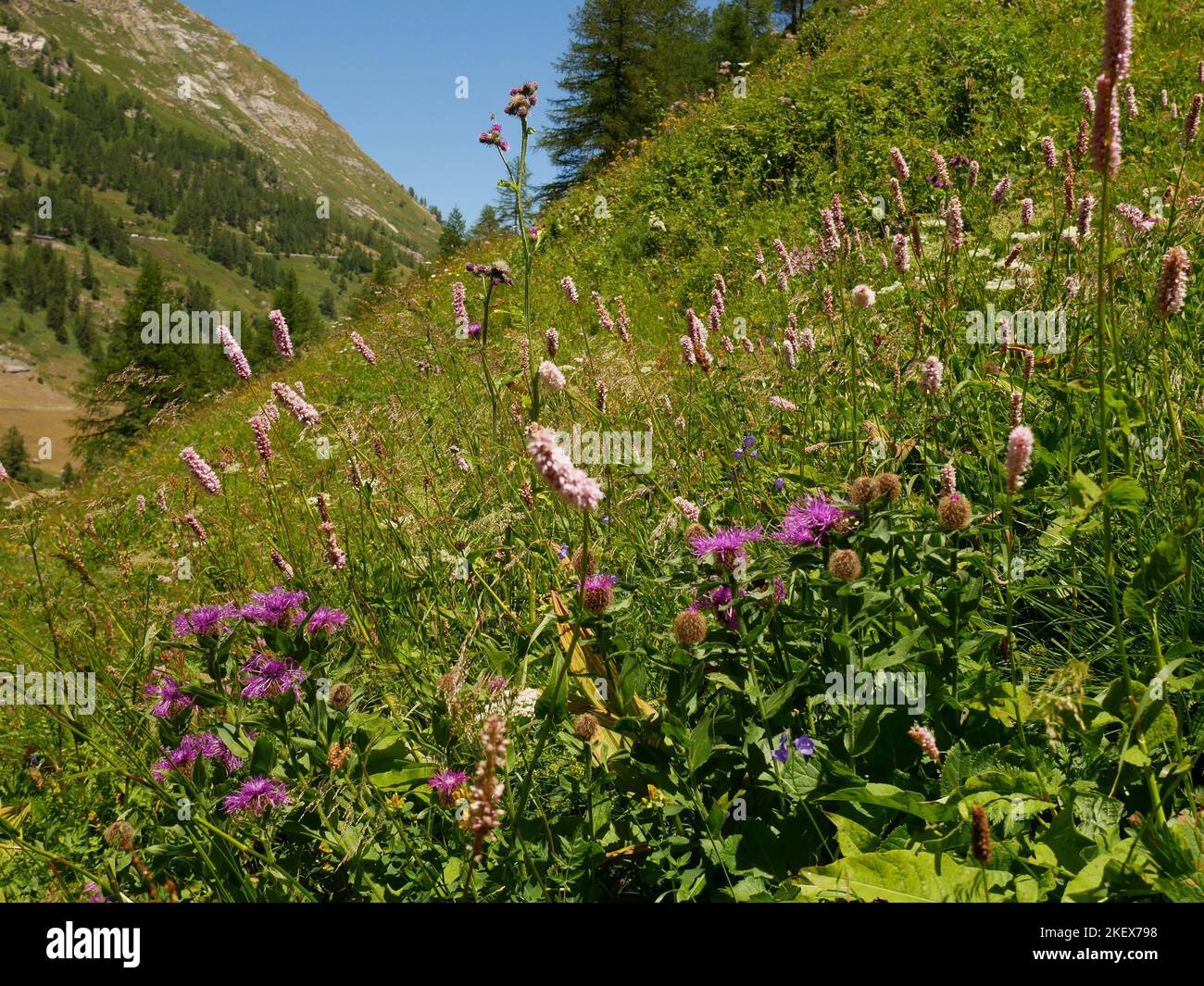 Landscape images and wild alpine flowers of the Valsaveranche in the ...