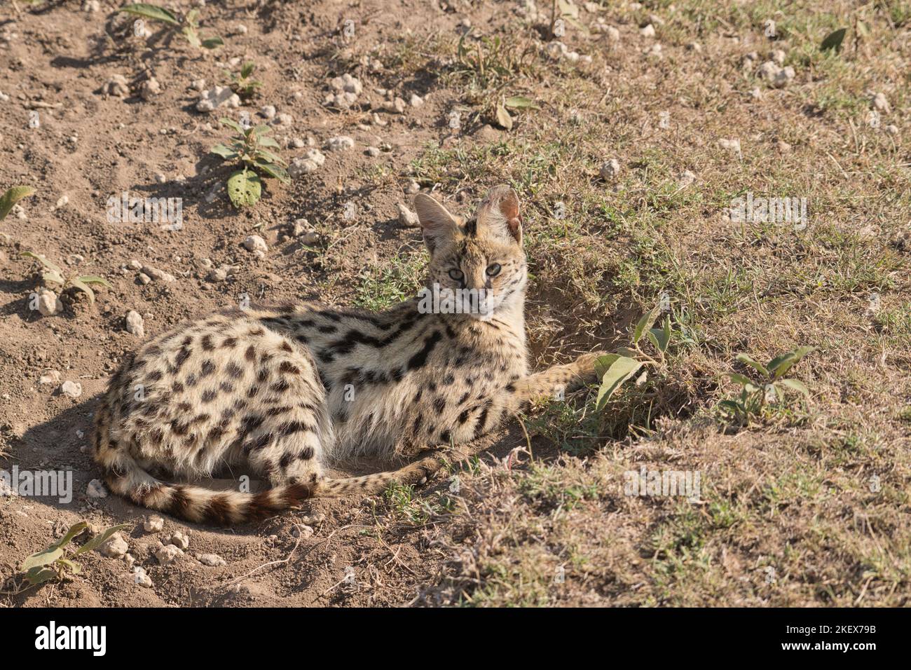 Serval cat (Felis serval) resting outside a presumed den in the early ...