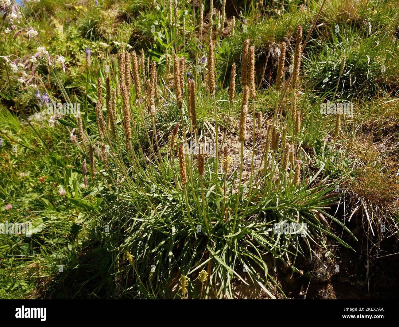 Landscape images and wild alpine flowers of the Valsaveranche in the ...