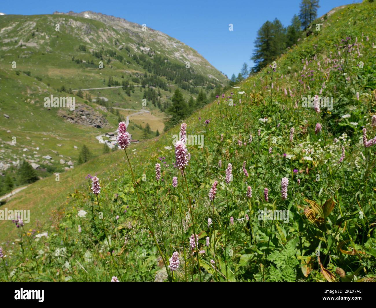 Landscape images and wild alpine flowers of the Valsaveranche in the ...