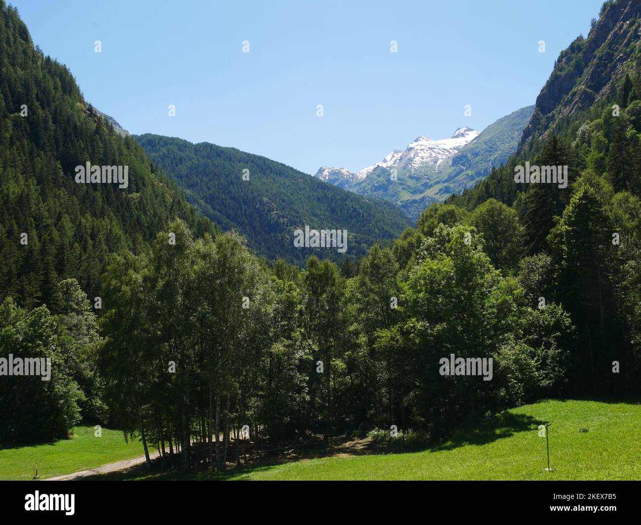 Landscape images and wild alpine flowers of the Valsaveranche in the ...