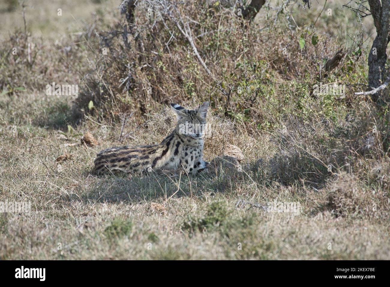 Serval cat (Felis serval) resting in the shade during the heat of the ...