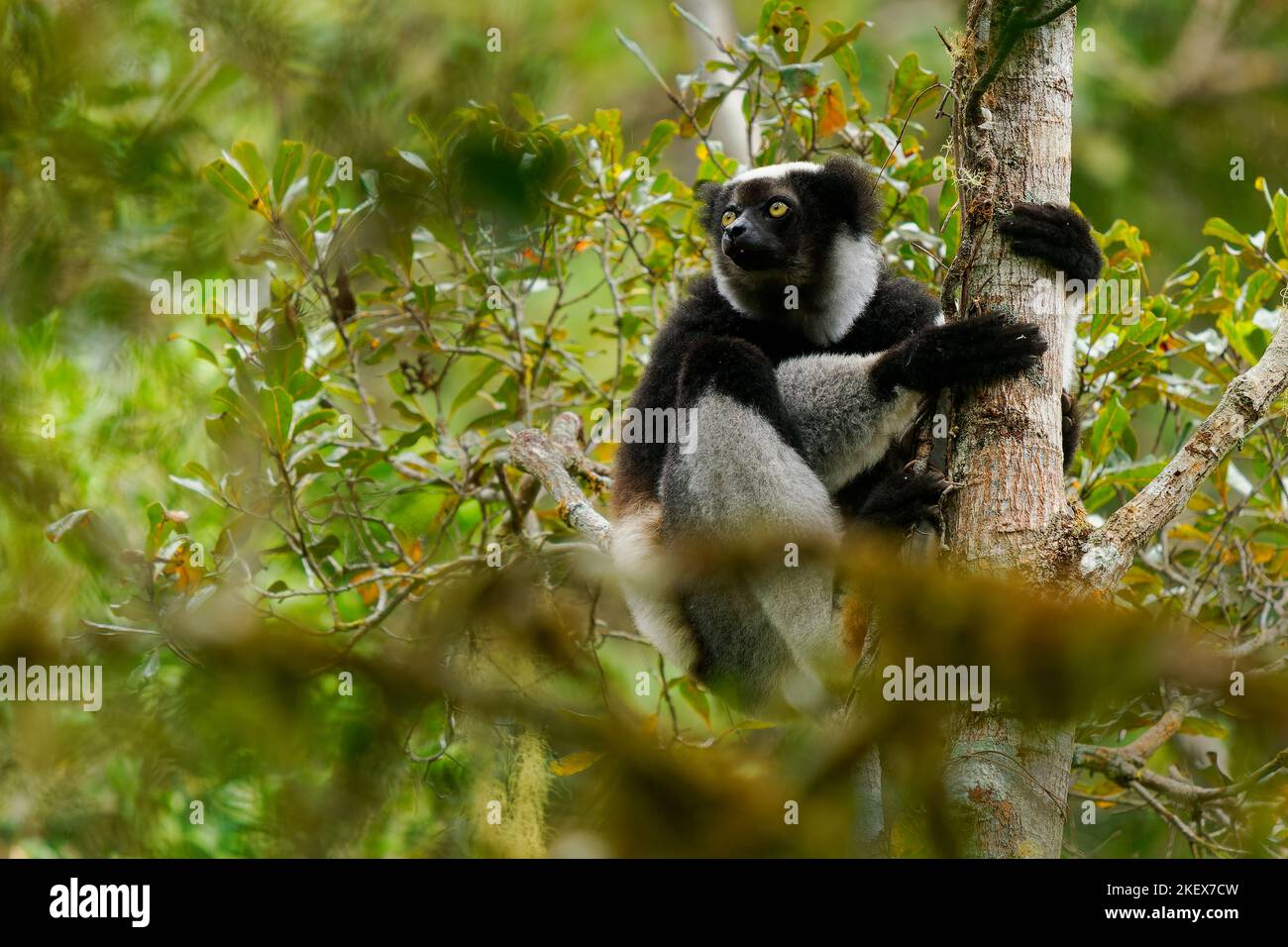 Indri indri - Babakoto the largest lemur of Madagascar has a black and ...