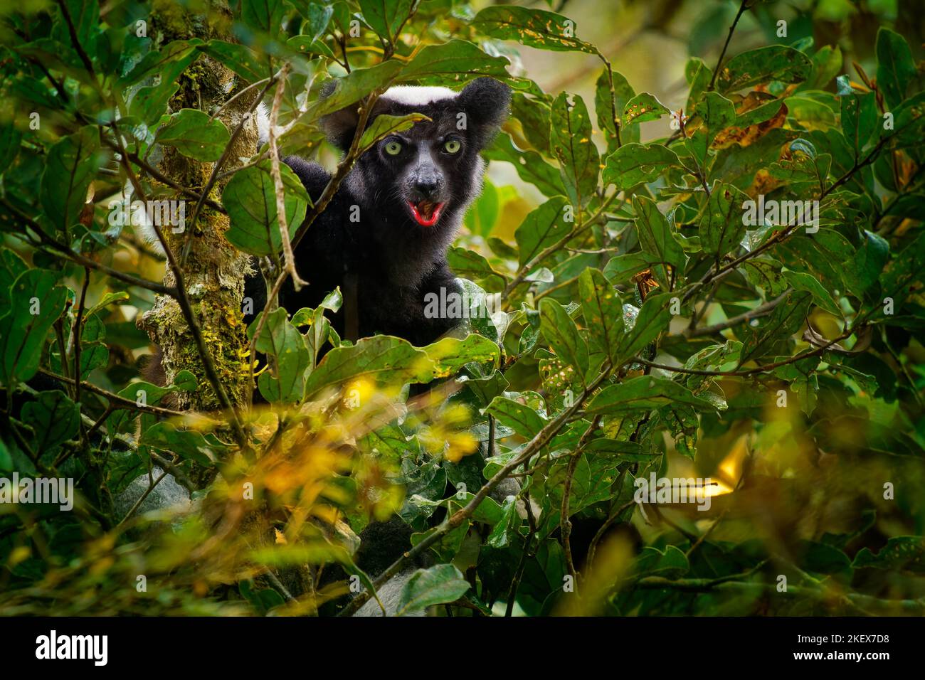 Indri indri - Babakoto the largest lemur of Madagascar has a black and ...