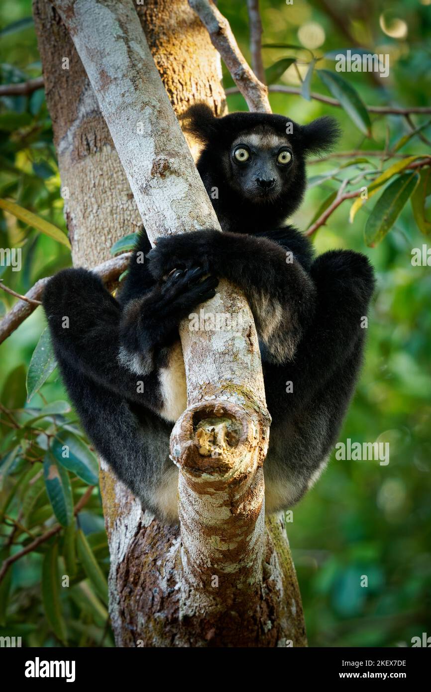 Indri indri - Babakoto the largest lemur of Madagascar has a black and ...