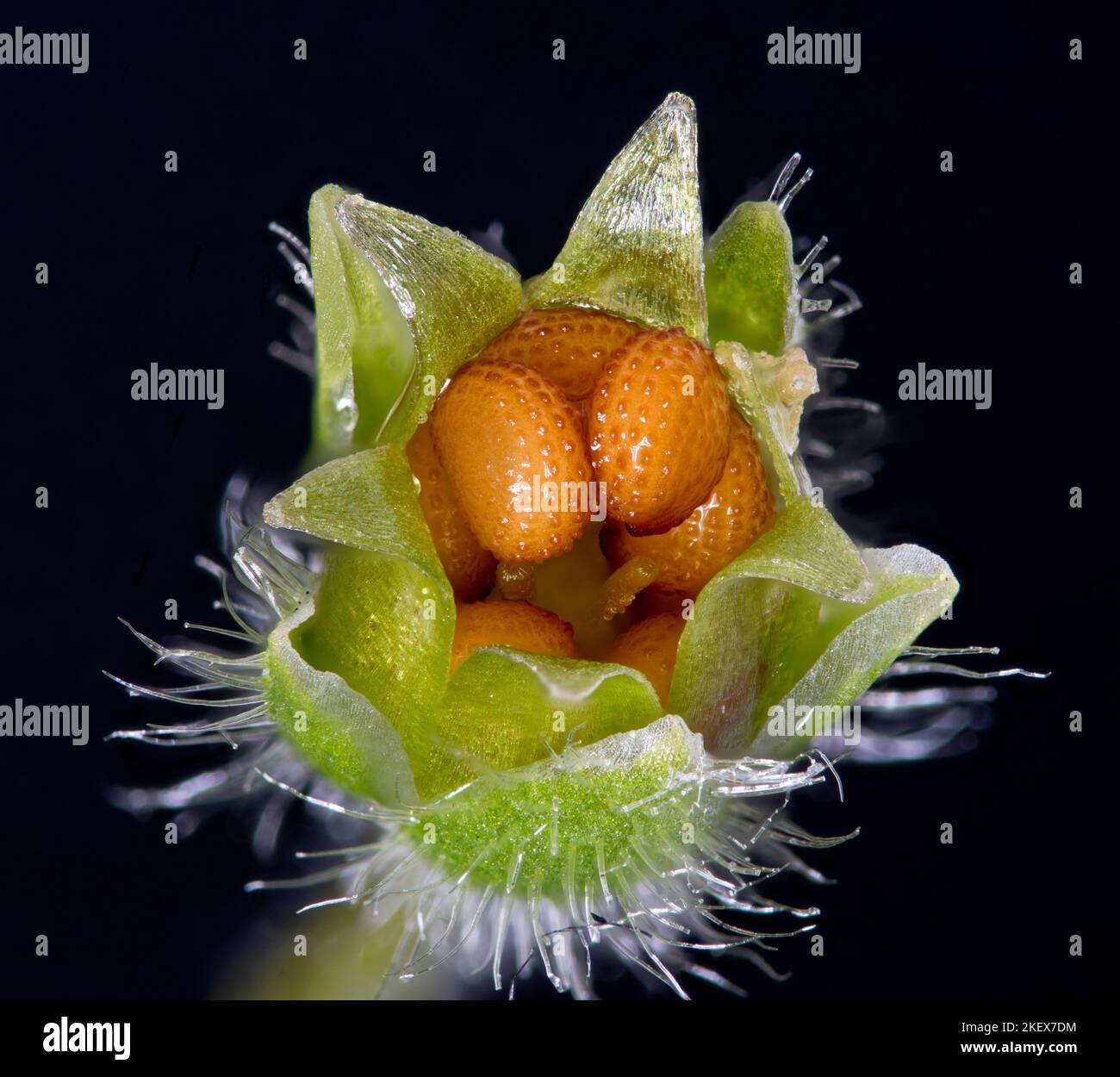 Common Chickweed, Stellaria media, a tiny white flower. High macro ...