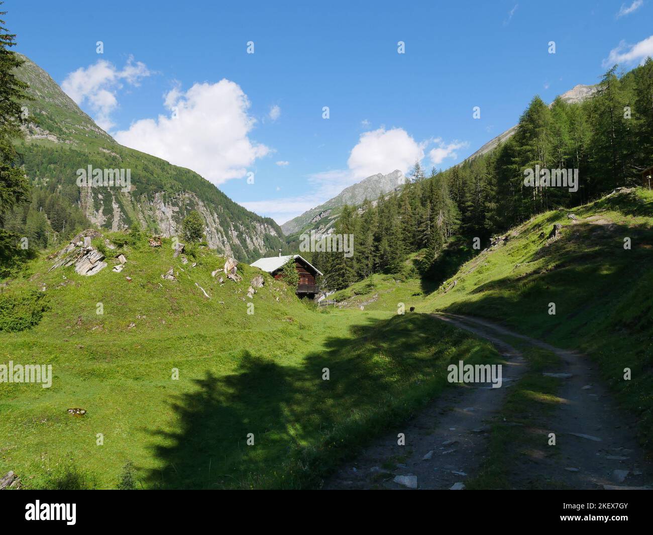 Landscape images and wild alpine flowers of the Hohe Tauern National ...